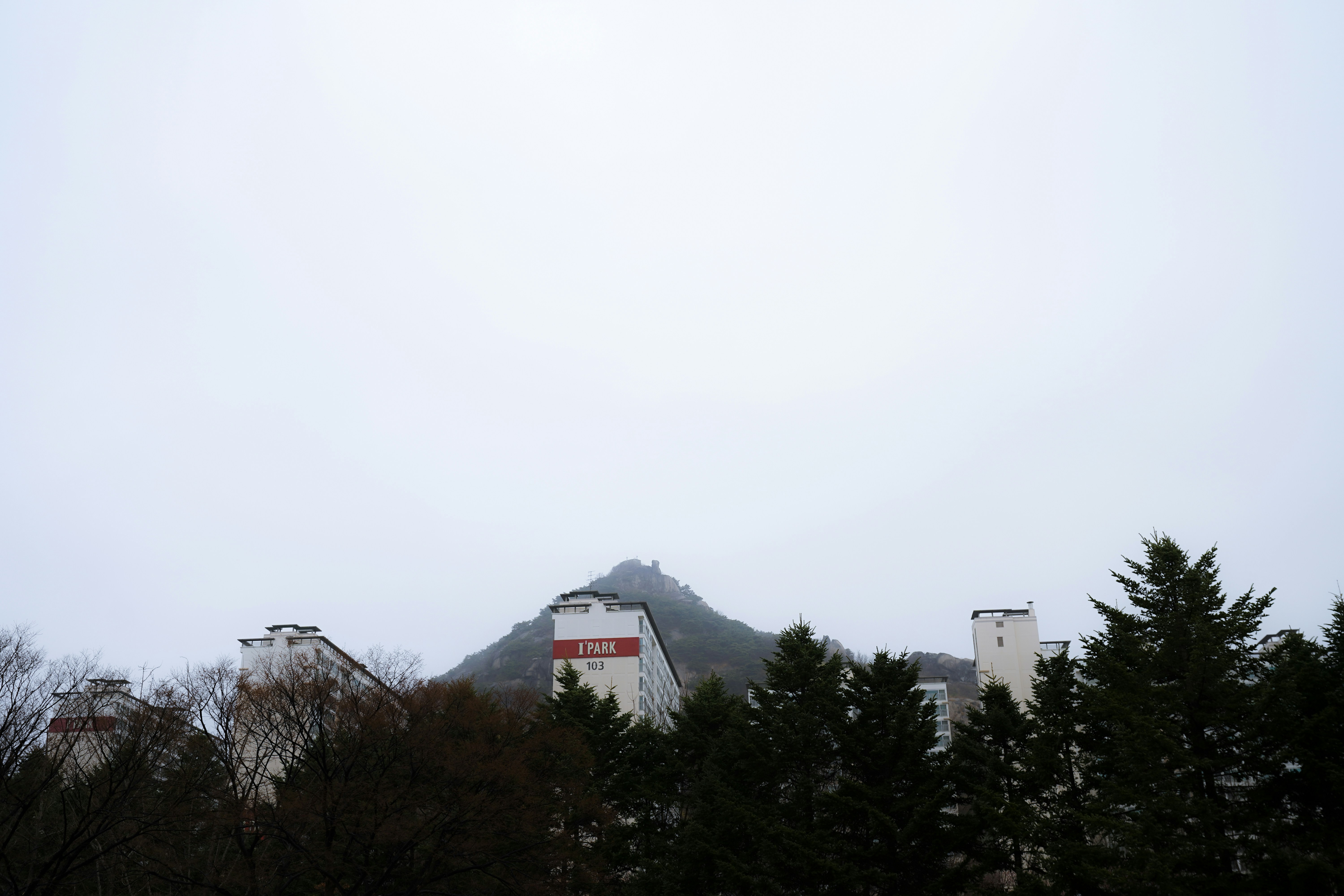 Urban Peak Hidden Behind Pines