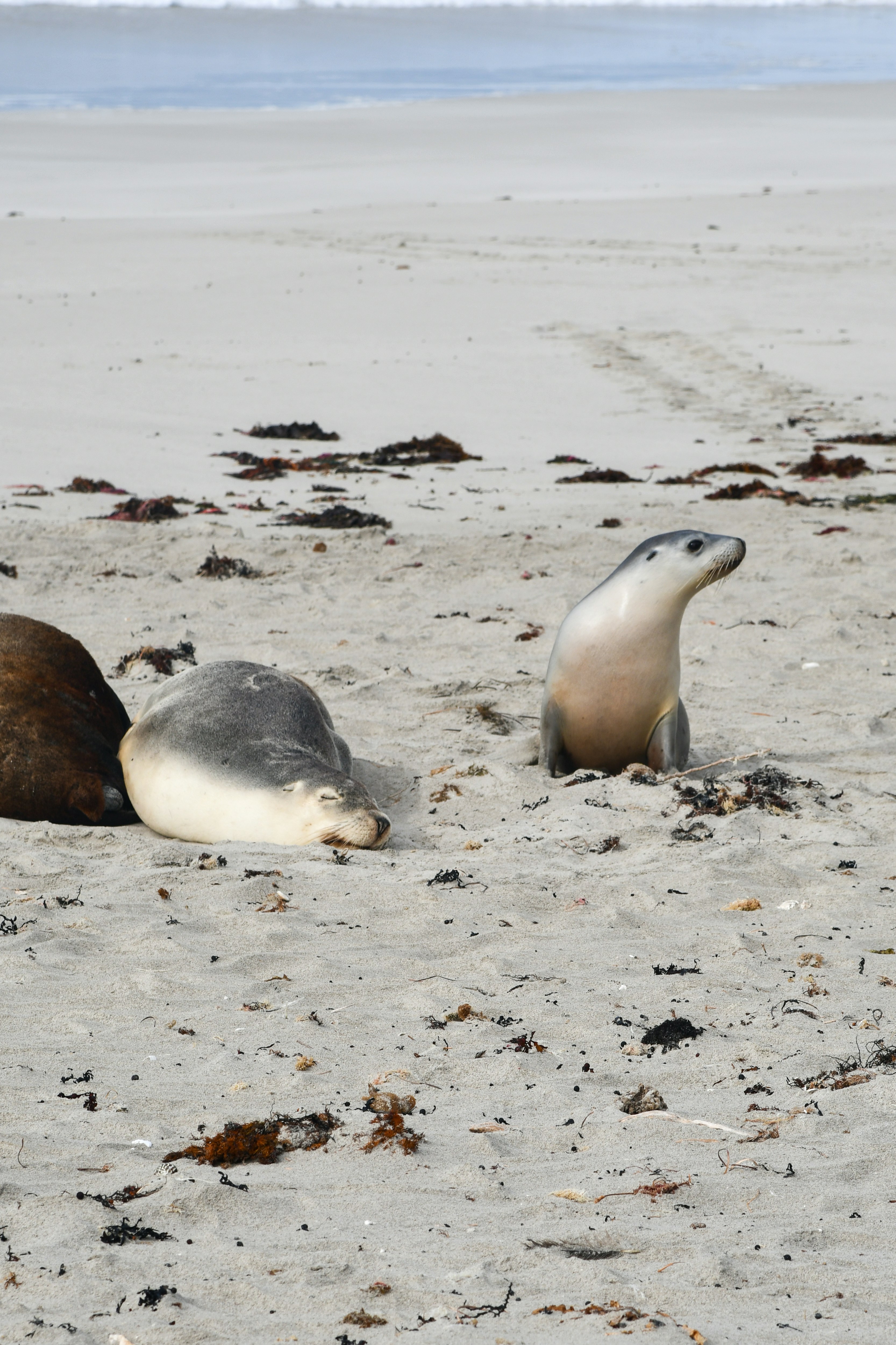 Two Seals in Calm Sand: A Quiet Beach Moment