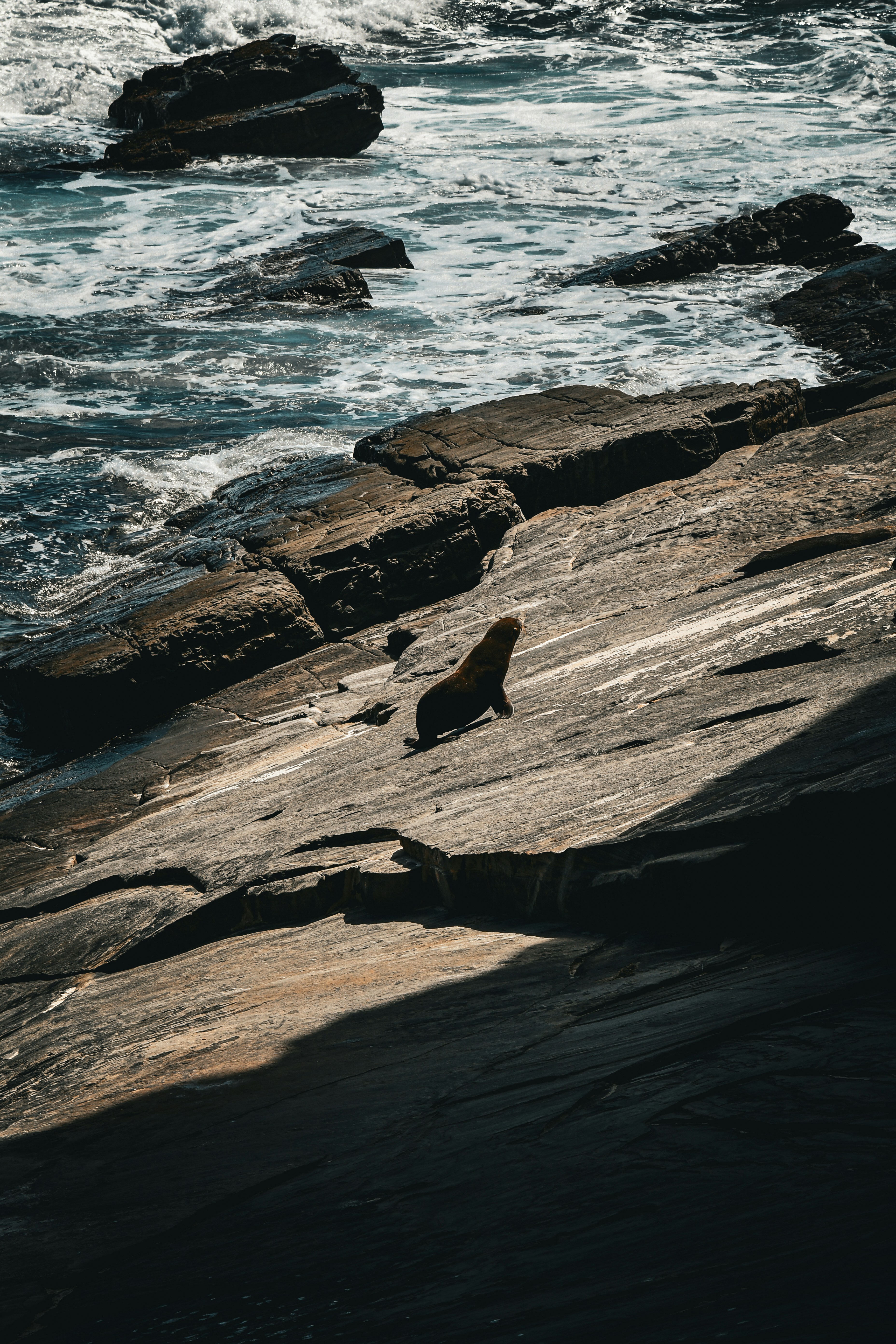 Rocky Shore Sentinel: A Seabird on the Edge of Wave and Light