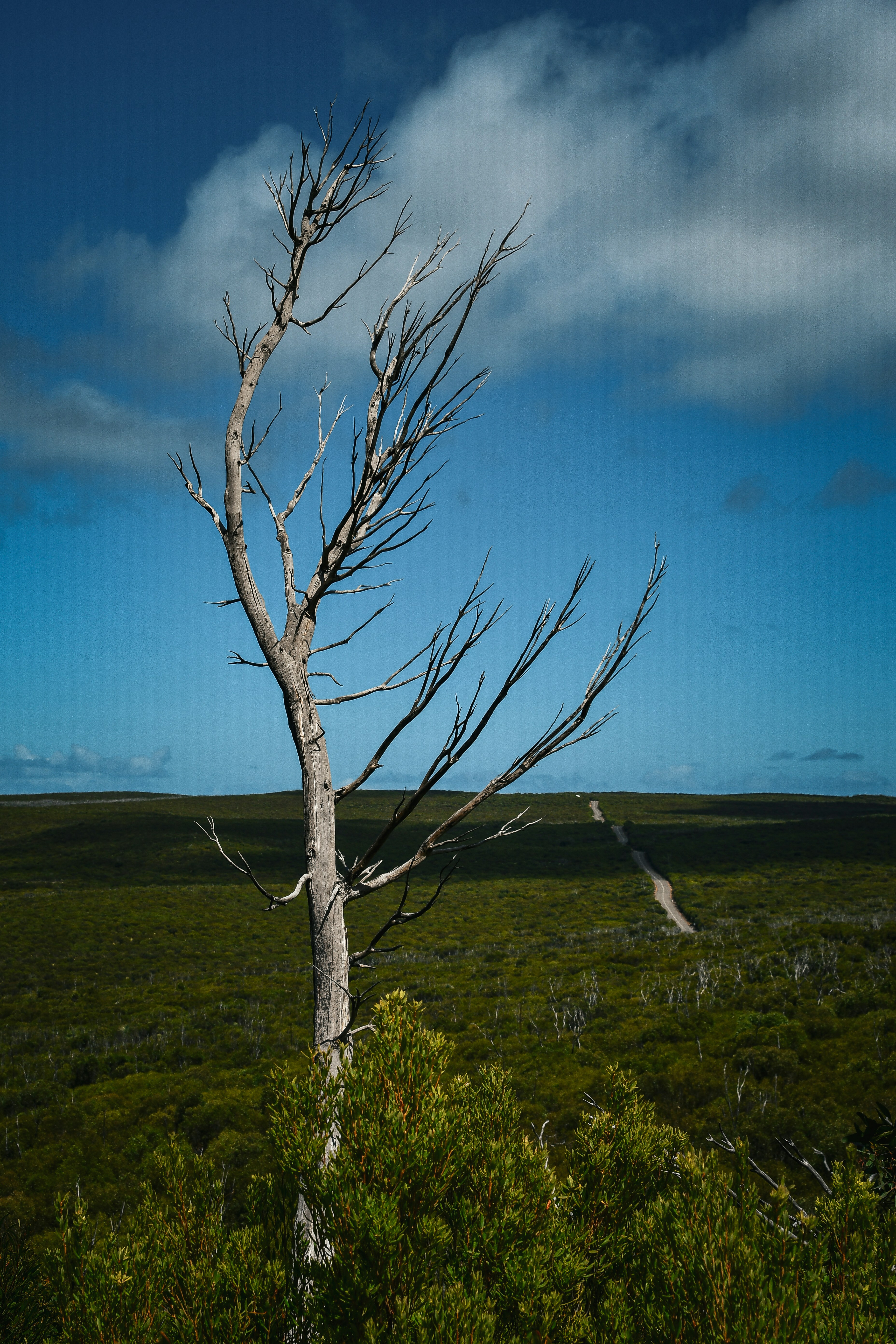 Lonely Limbs Against a Wide Horizon