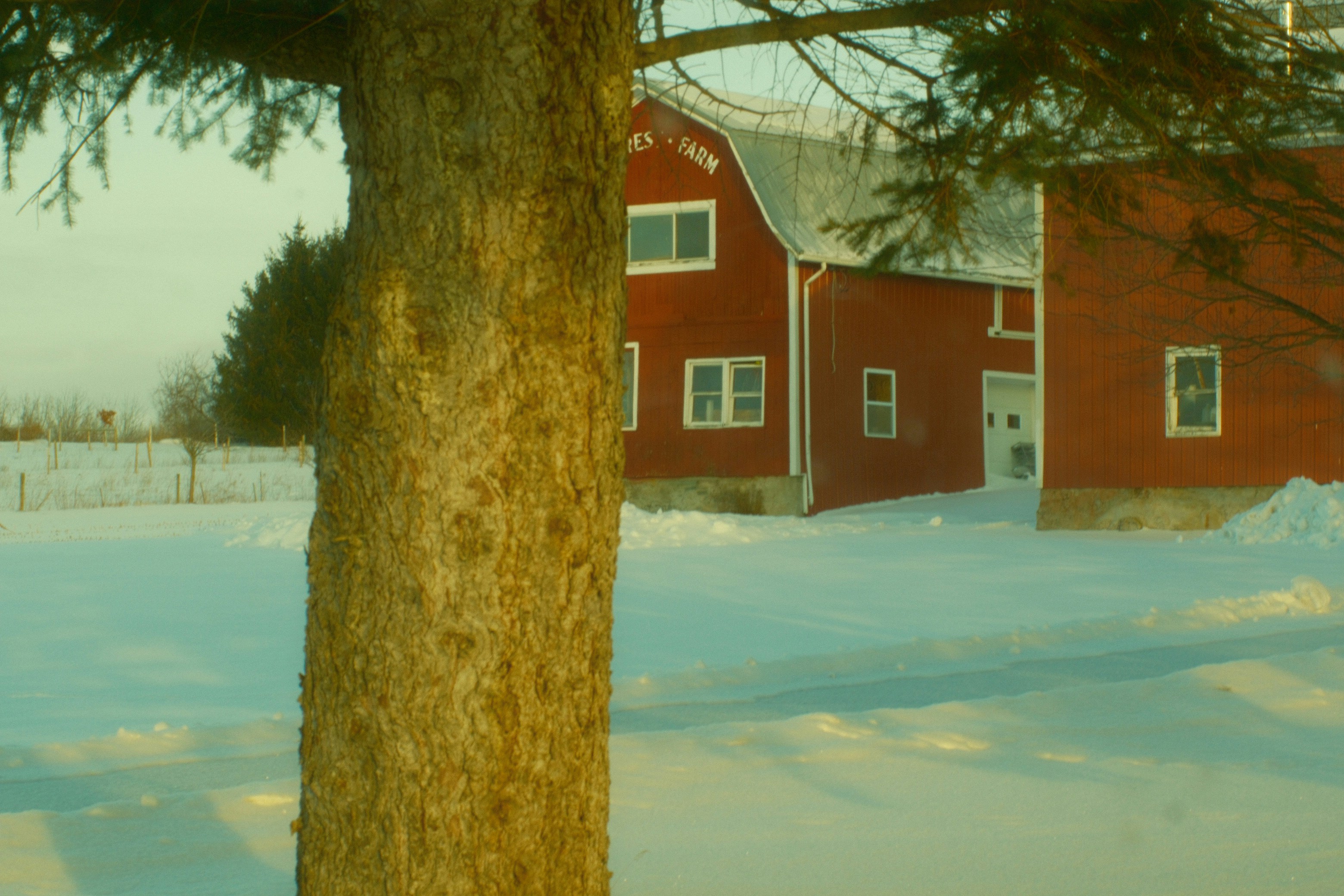 Red barn in a snowy landscape with a tree.