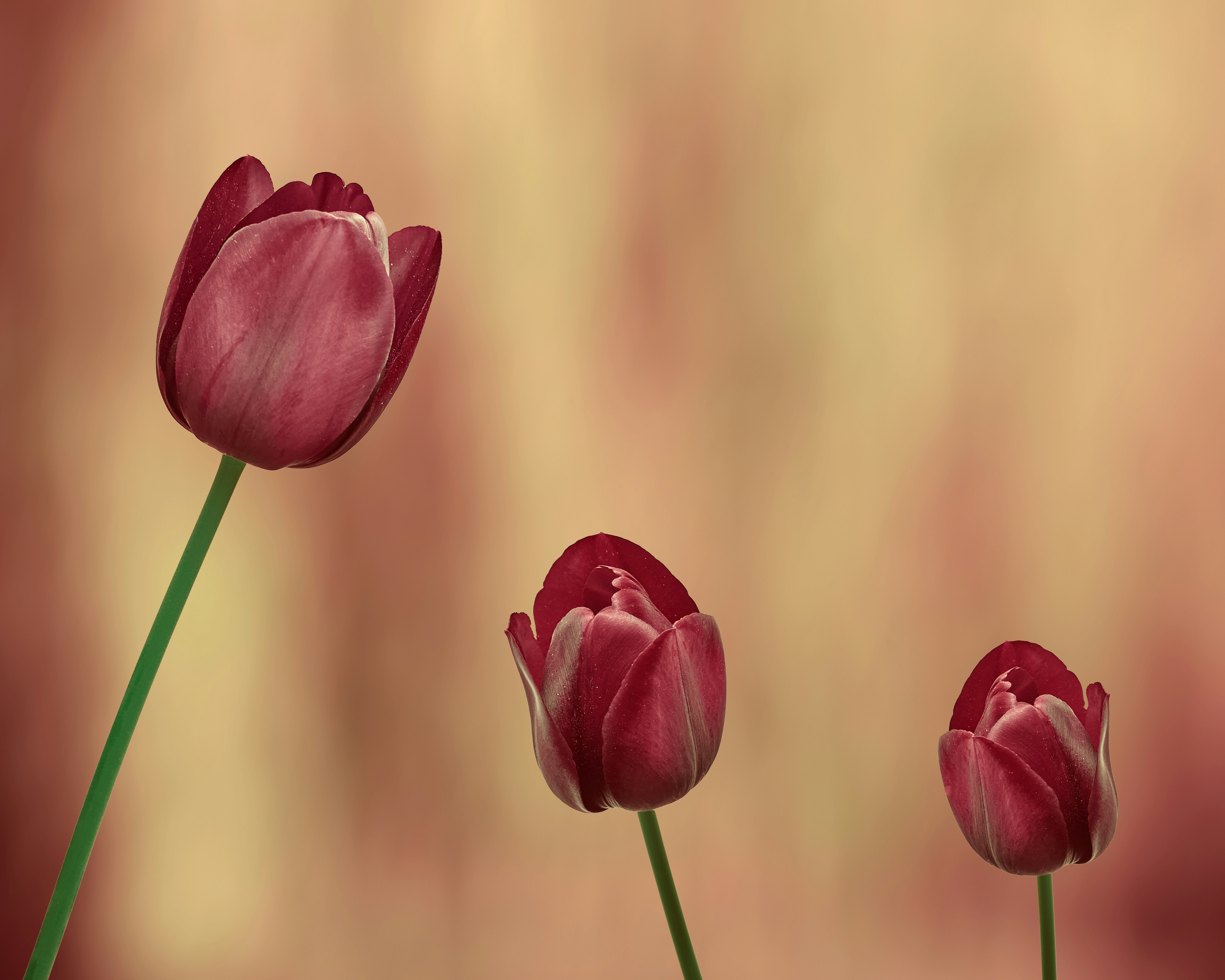 Three Crimson Tulips Reach Up Through a Soft, Sepia Haze