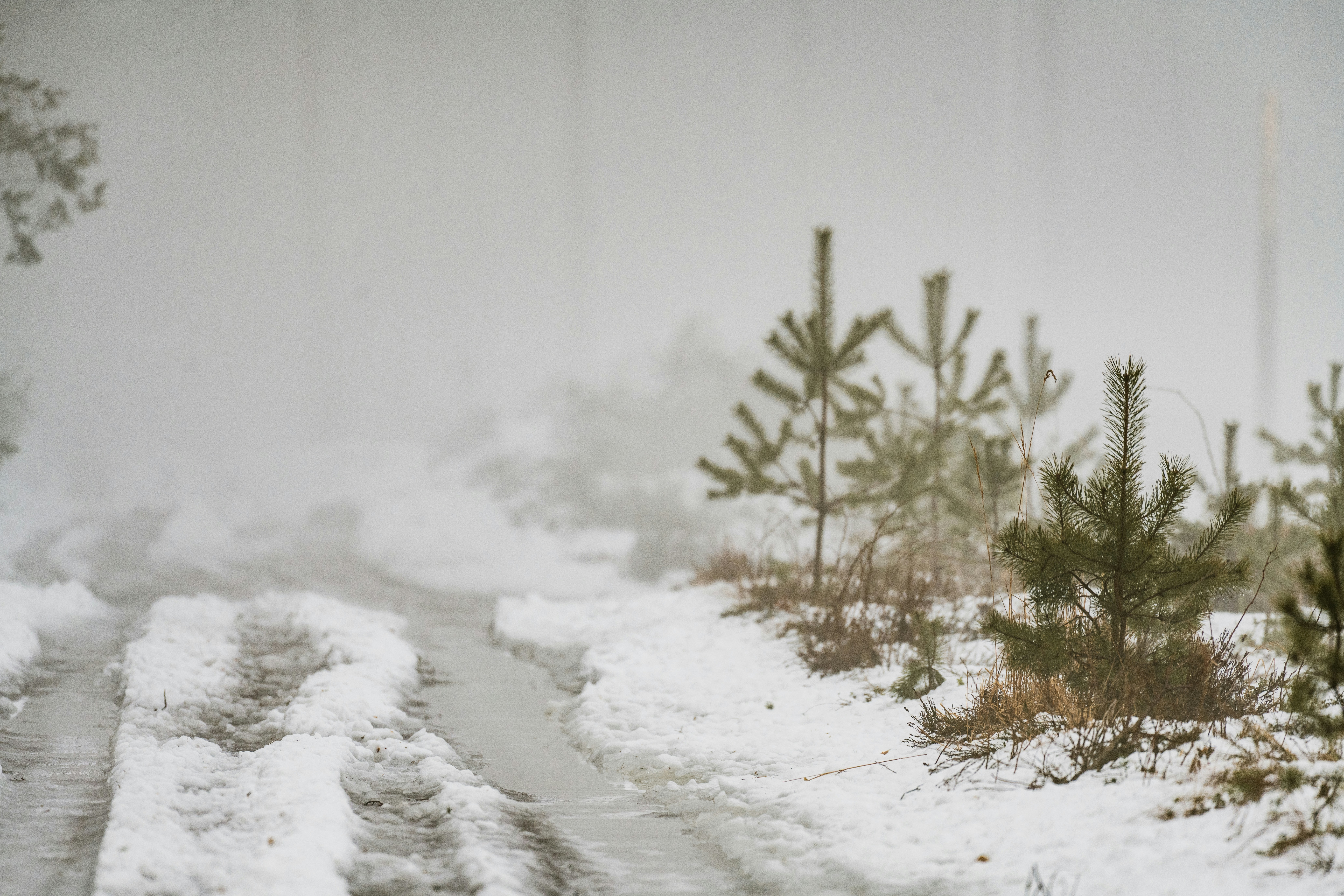 Snowy forest road with young pine trees