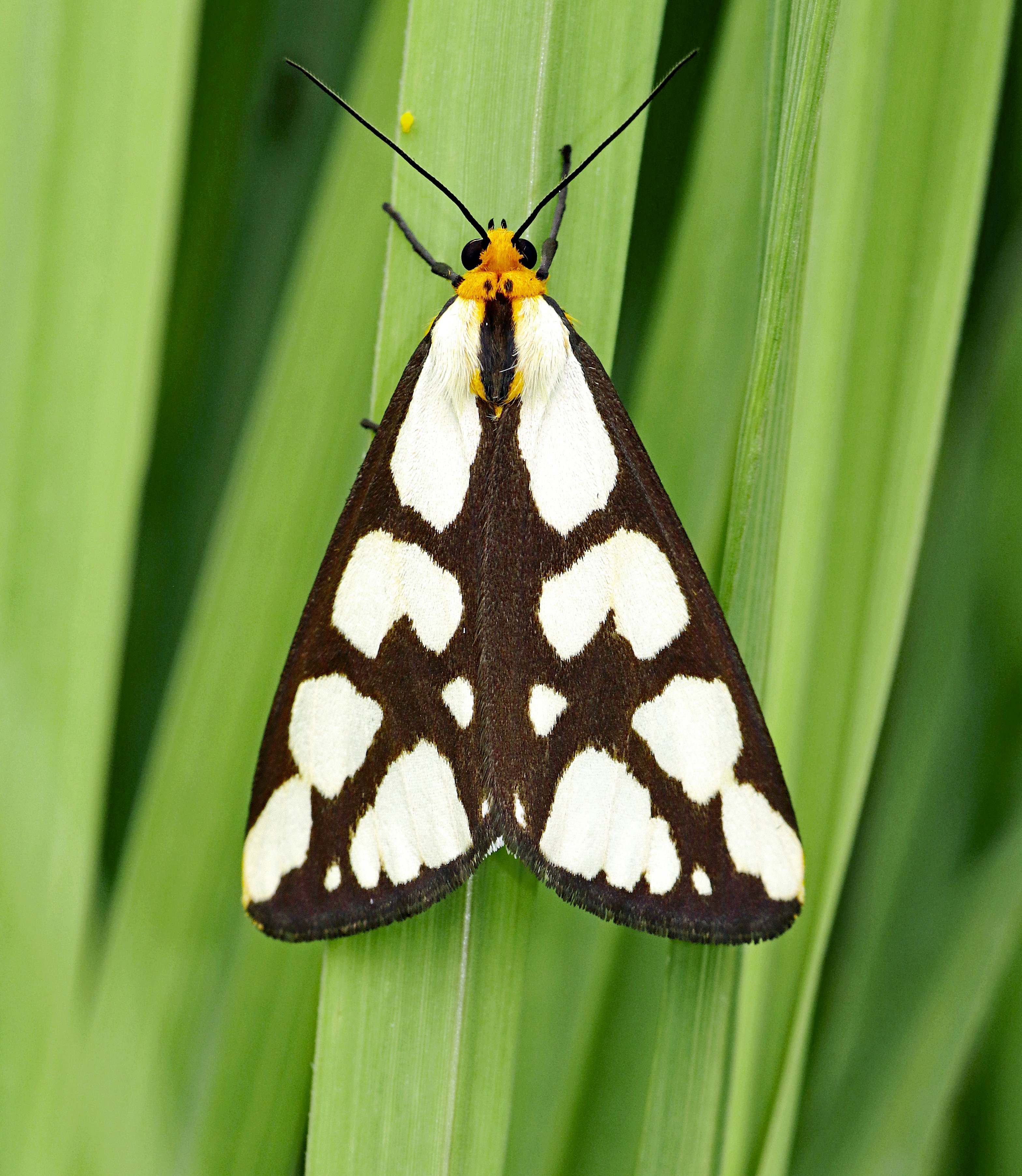 Orange-crowned Moth on Emerald Ribbons