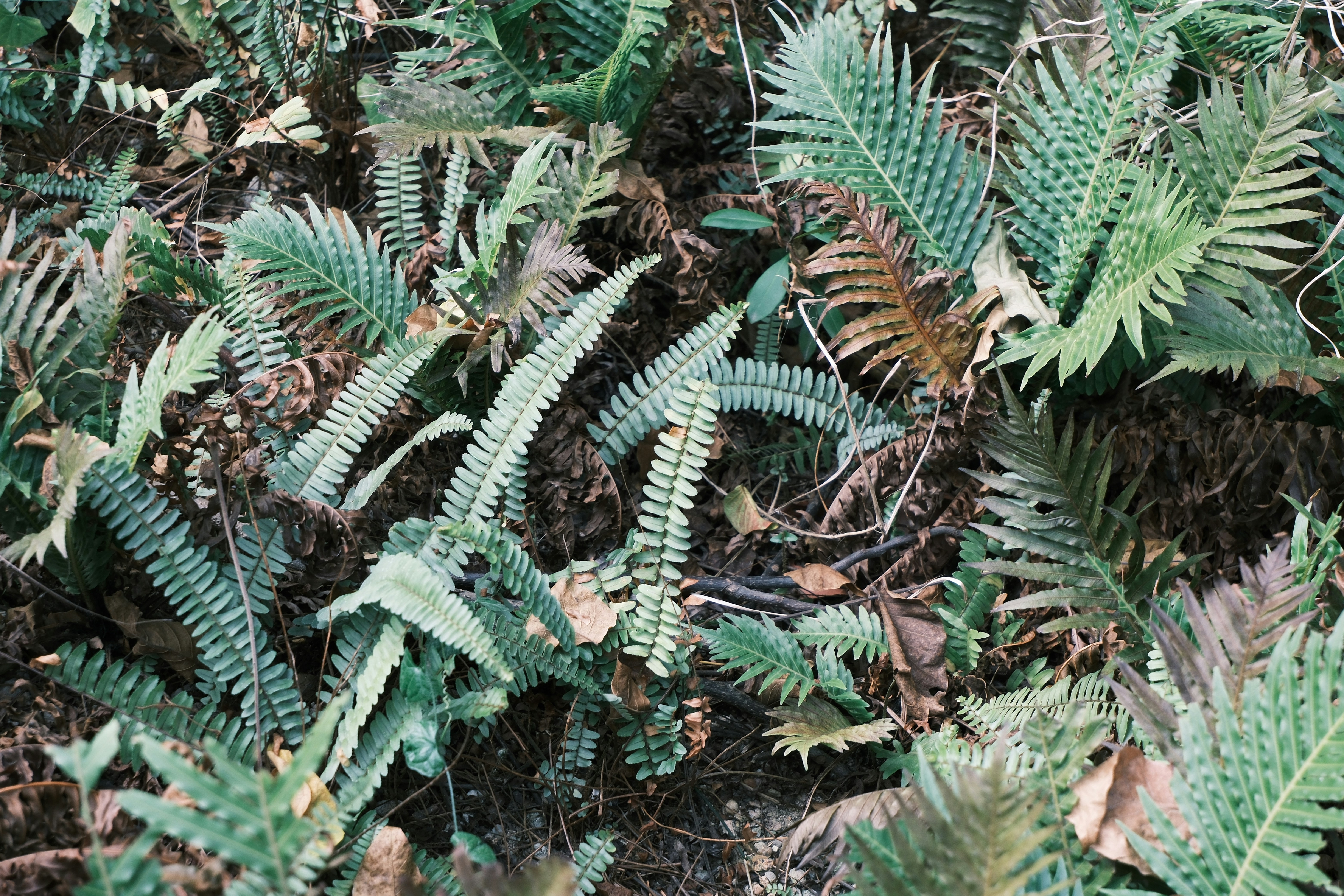 Fern Carpet: A Quiet Forest Floor in Focus