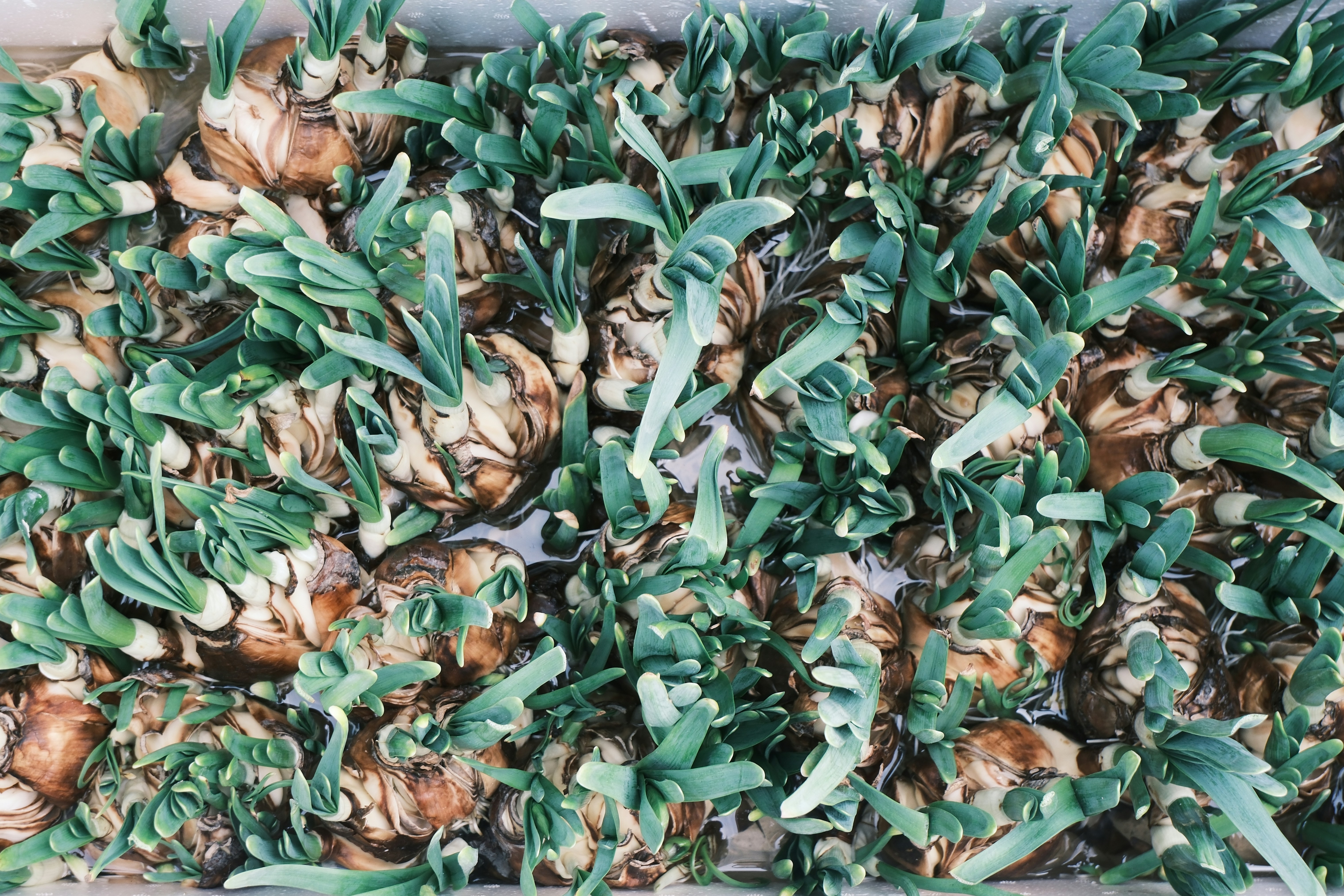 Verdant Pineapple Groundcover: Green Leaves Surrounded by Brown Pineapple Peels