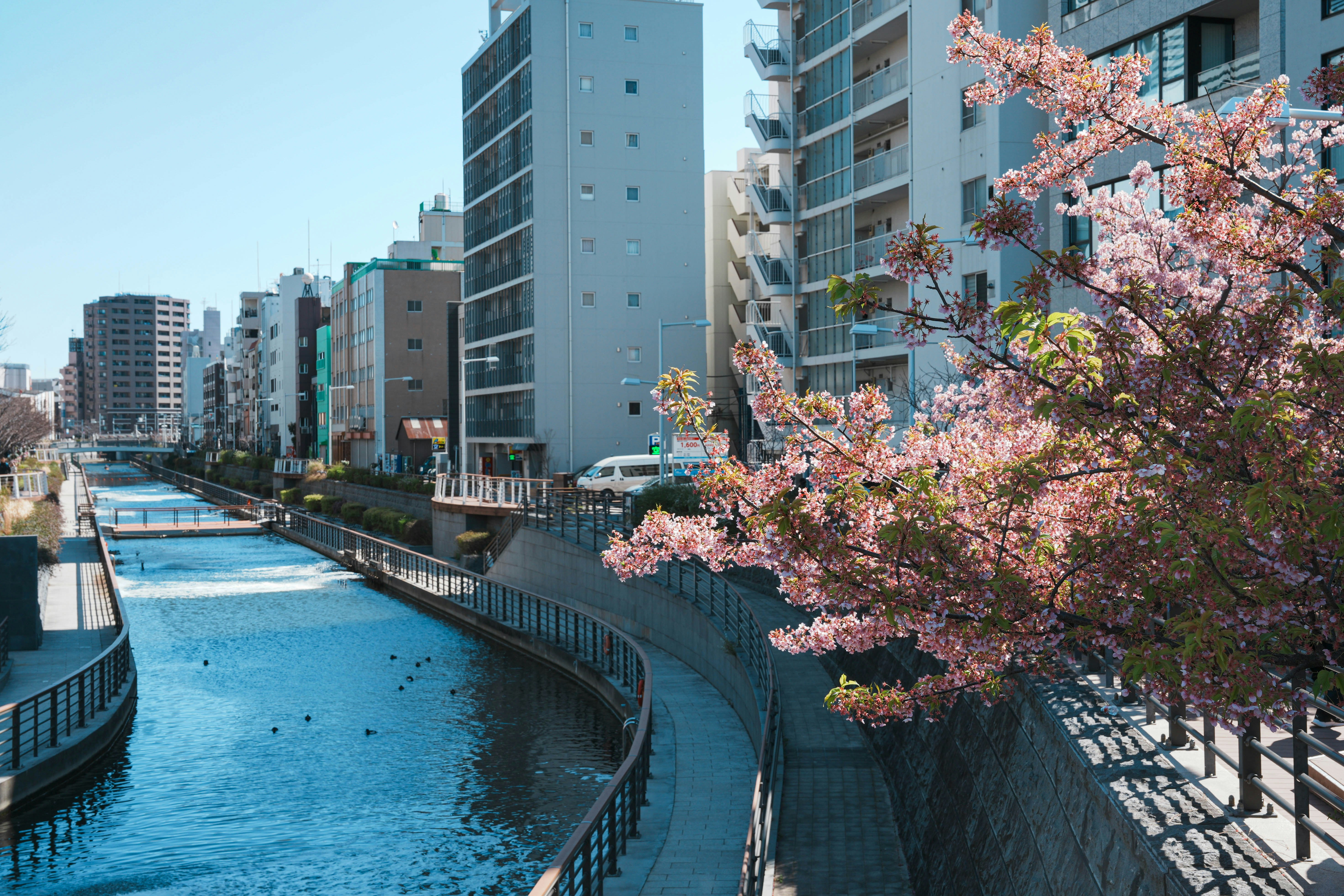 Cherry Blossoms Over the Canal: Urban Spring Portrait