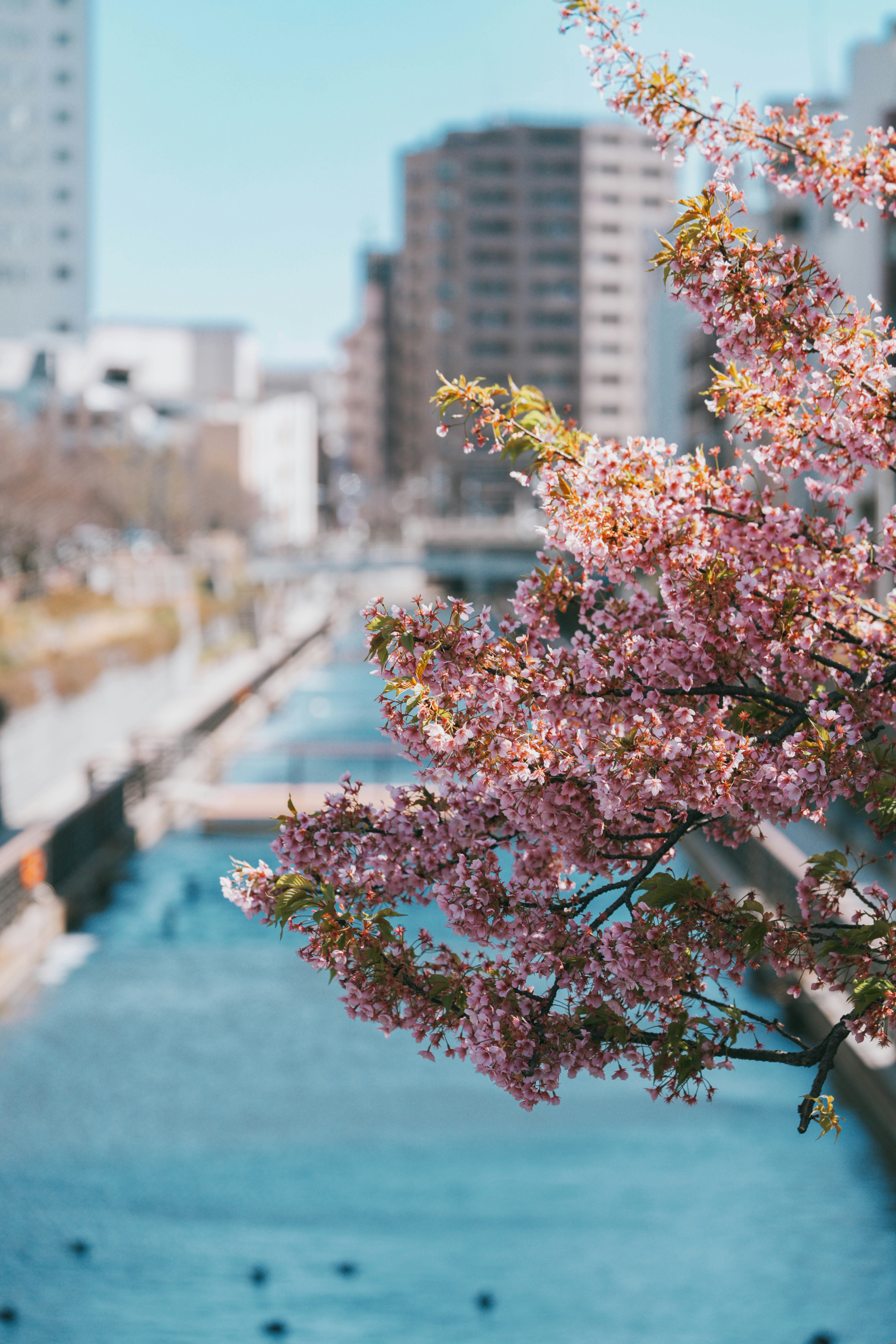 Cherry Blossoms Over a Quiet Urban Canal