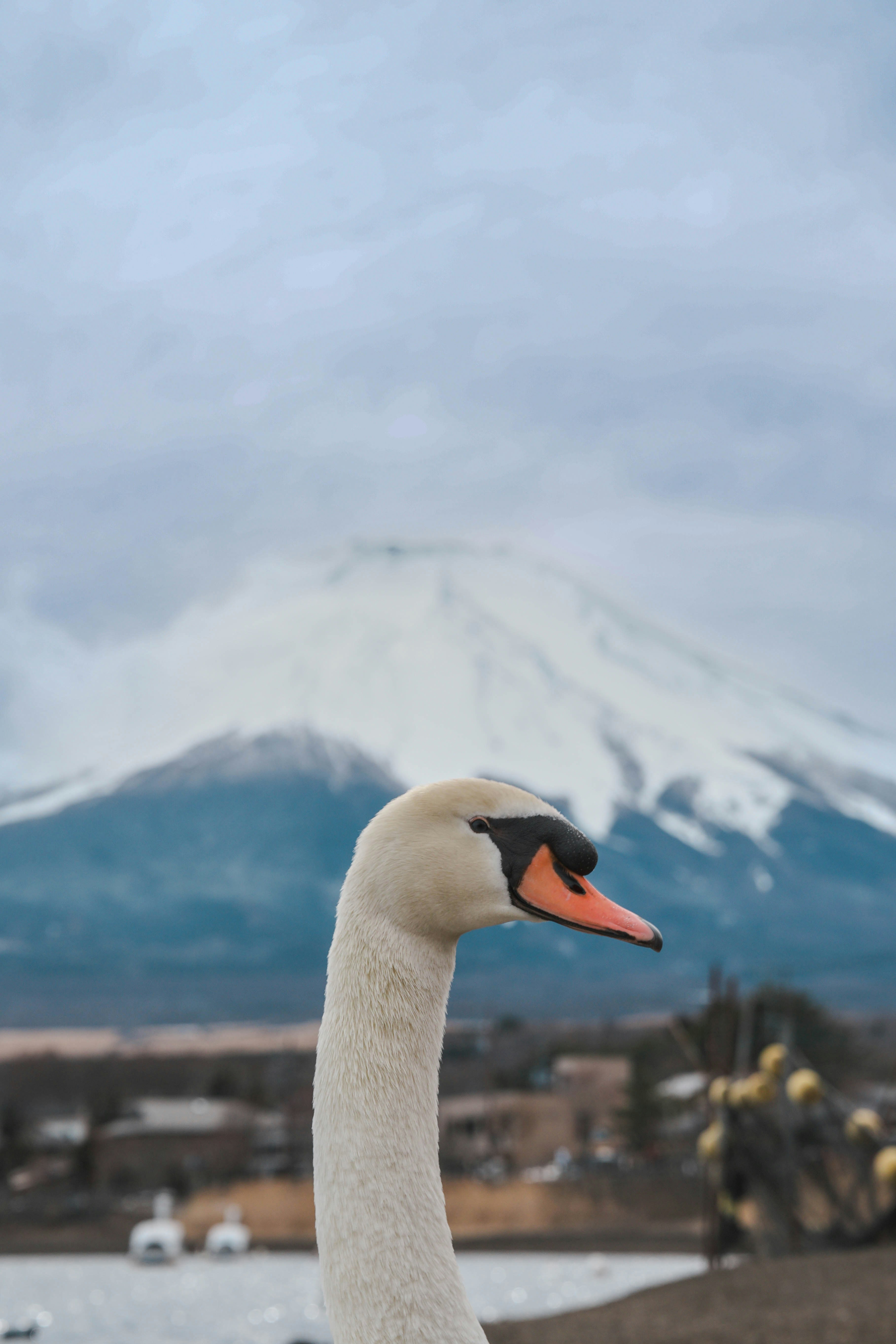 Tall Neck, Quiet Horizon: A Swan Against Snowy Peaks