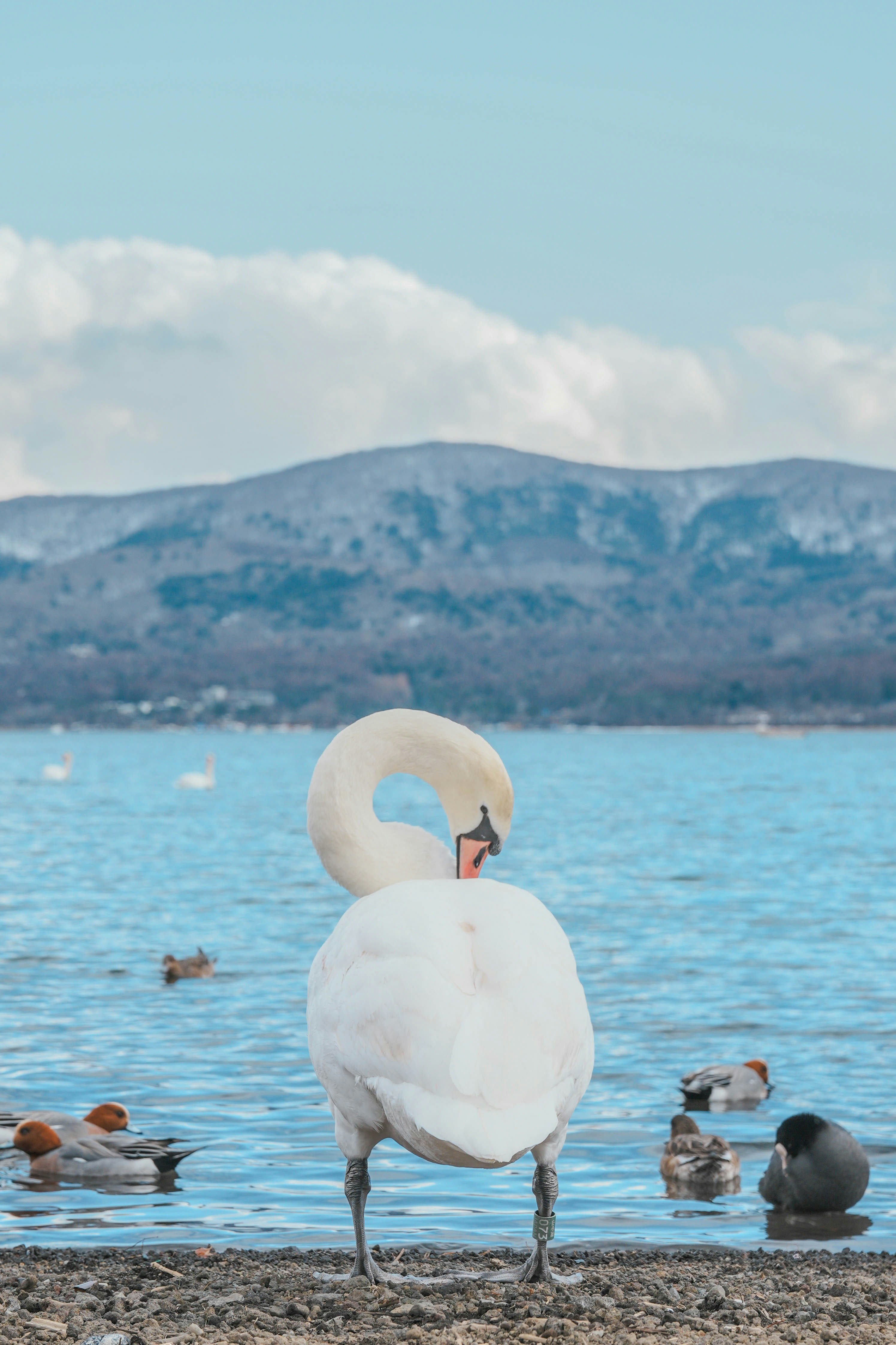 Centered Swan in a Quiet Lakeside Scene
