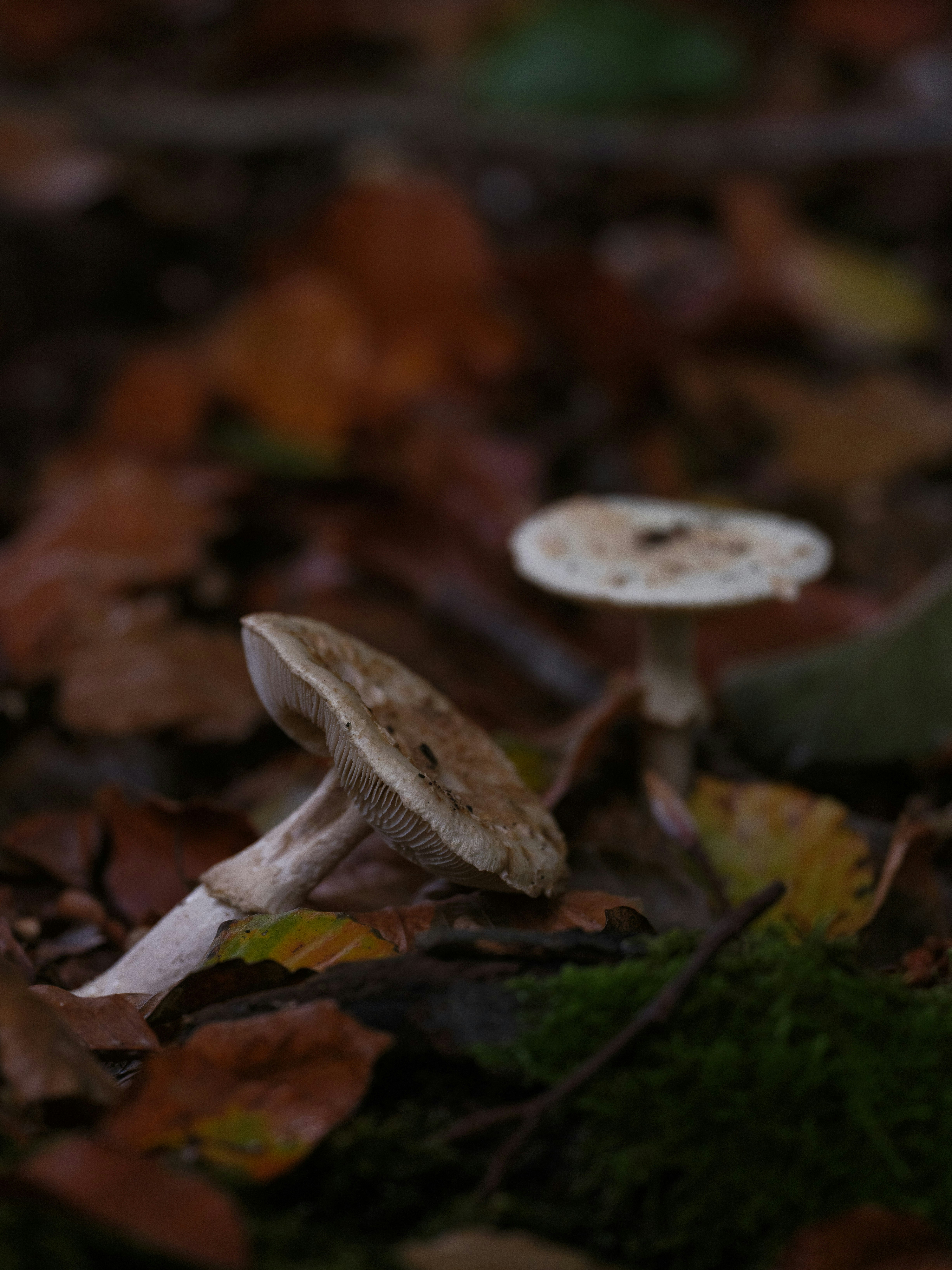 Mushroom Porte-cochère: A Quiet Forest Moment