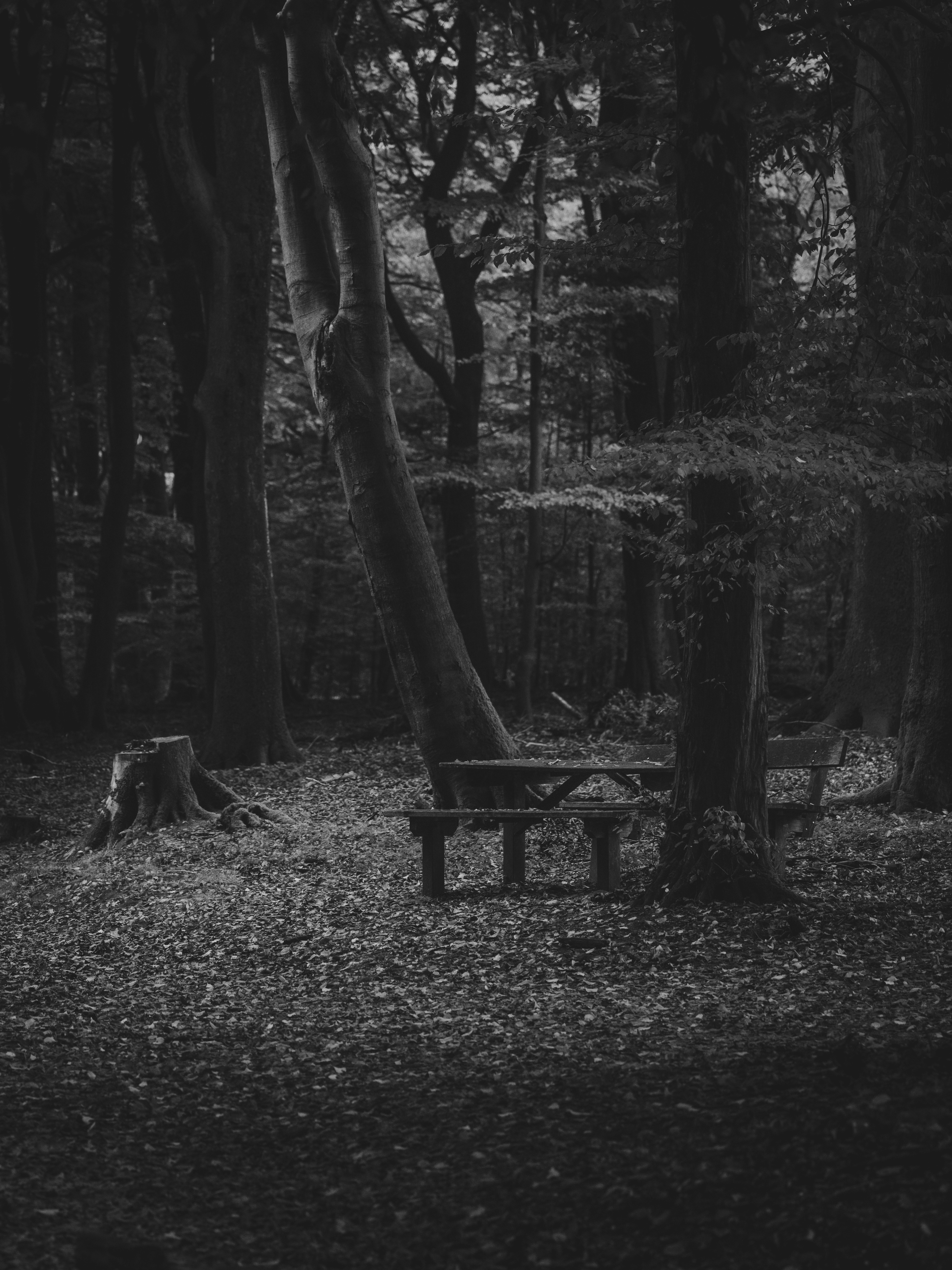 Silent Clearing: An Empty Picnic Table Surrounded by Moonlit Trees