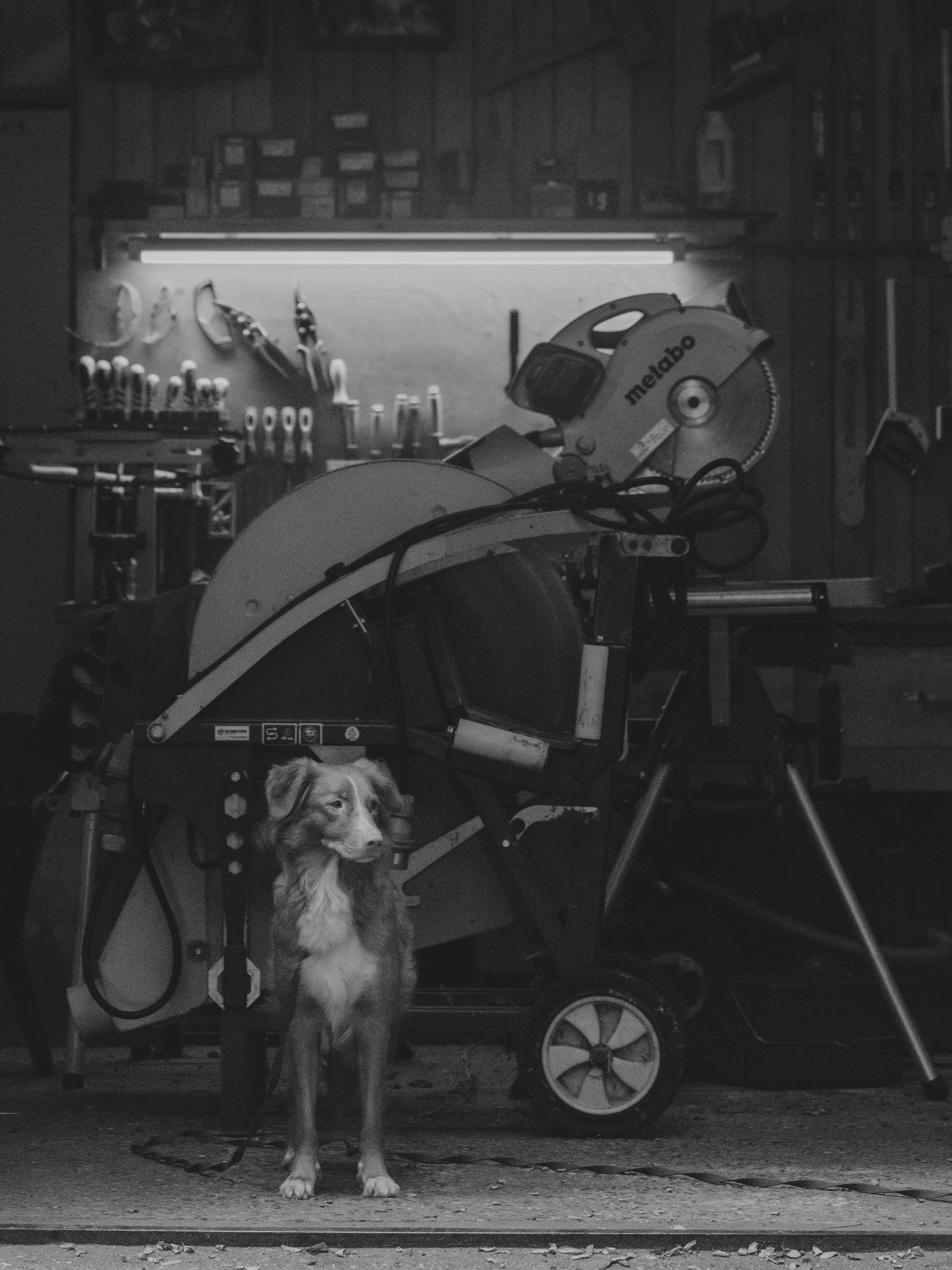 Under the Saw and Steam: A Dog Keeps Watch in a Workshop