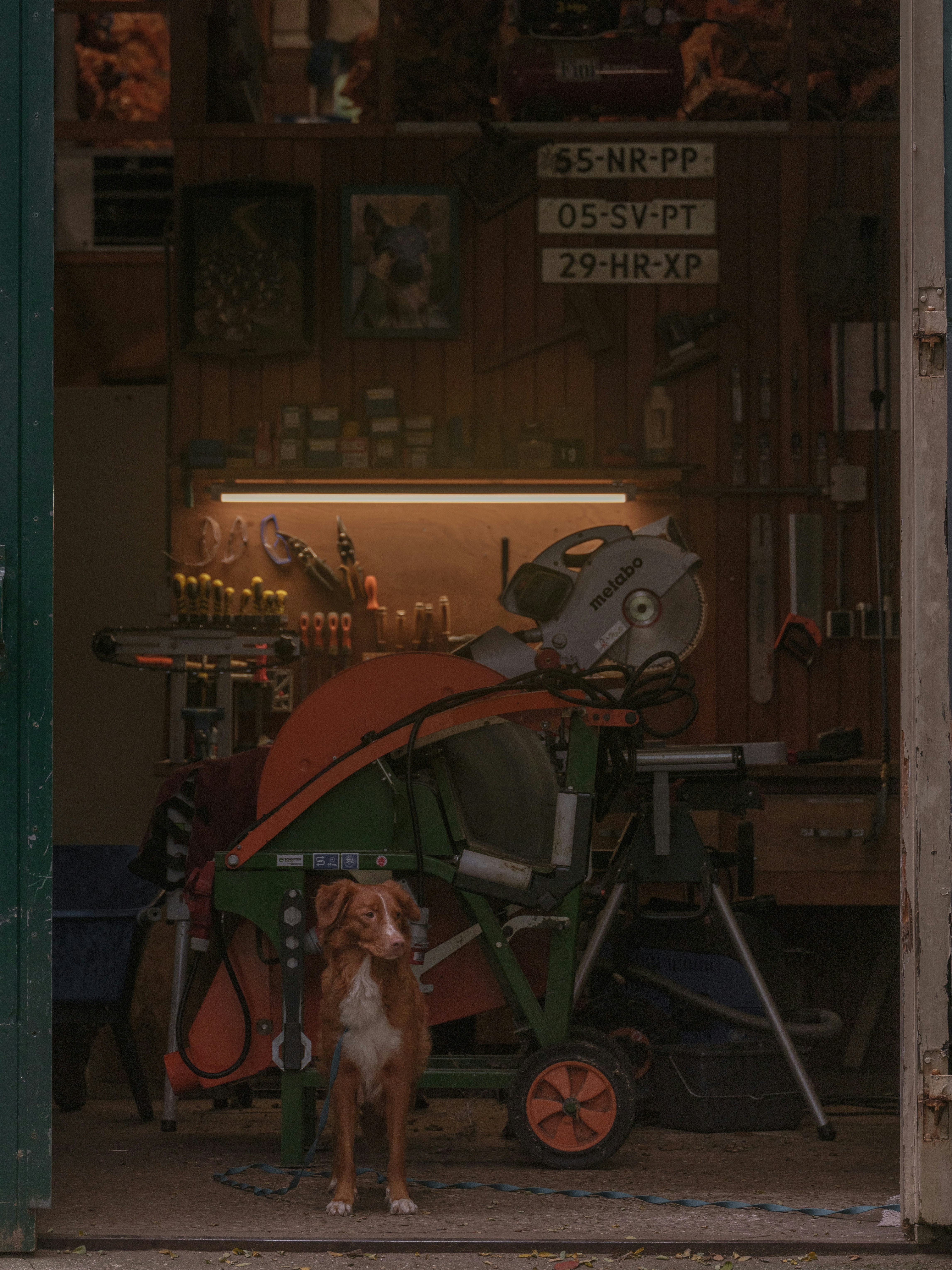 Low-Frame Workshop Guardian: A Dog Amid Machinery