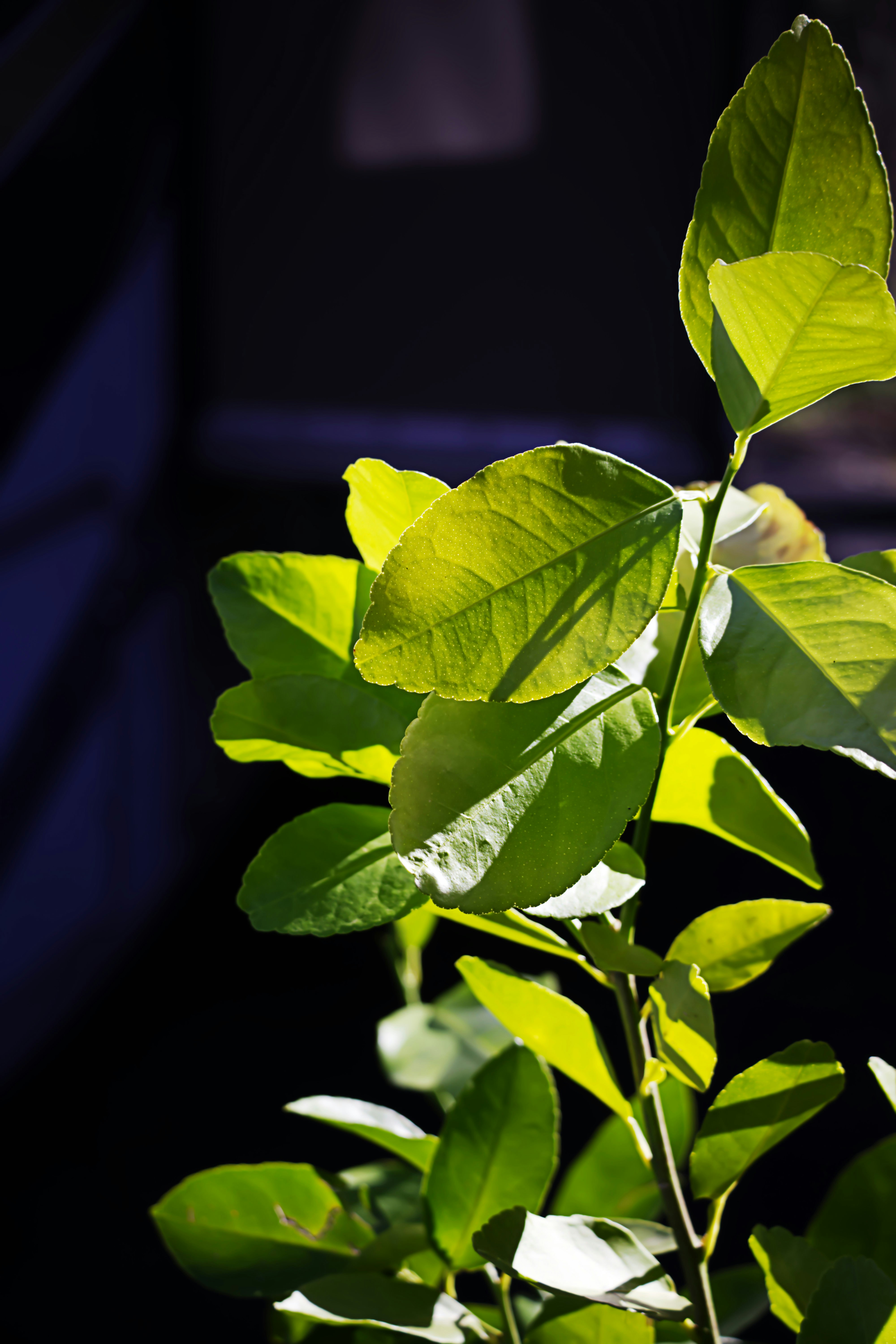 Sunlit Greenery Reaching into Shadowed Depths