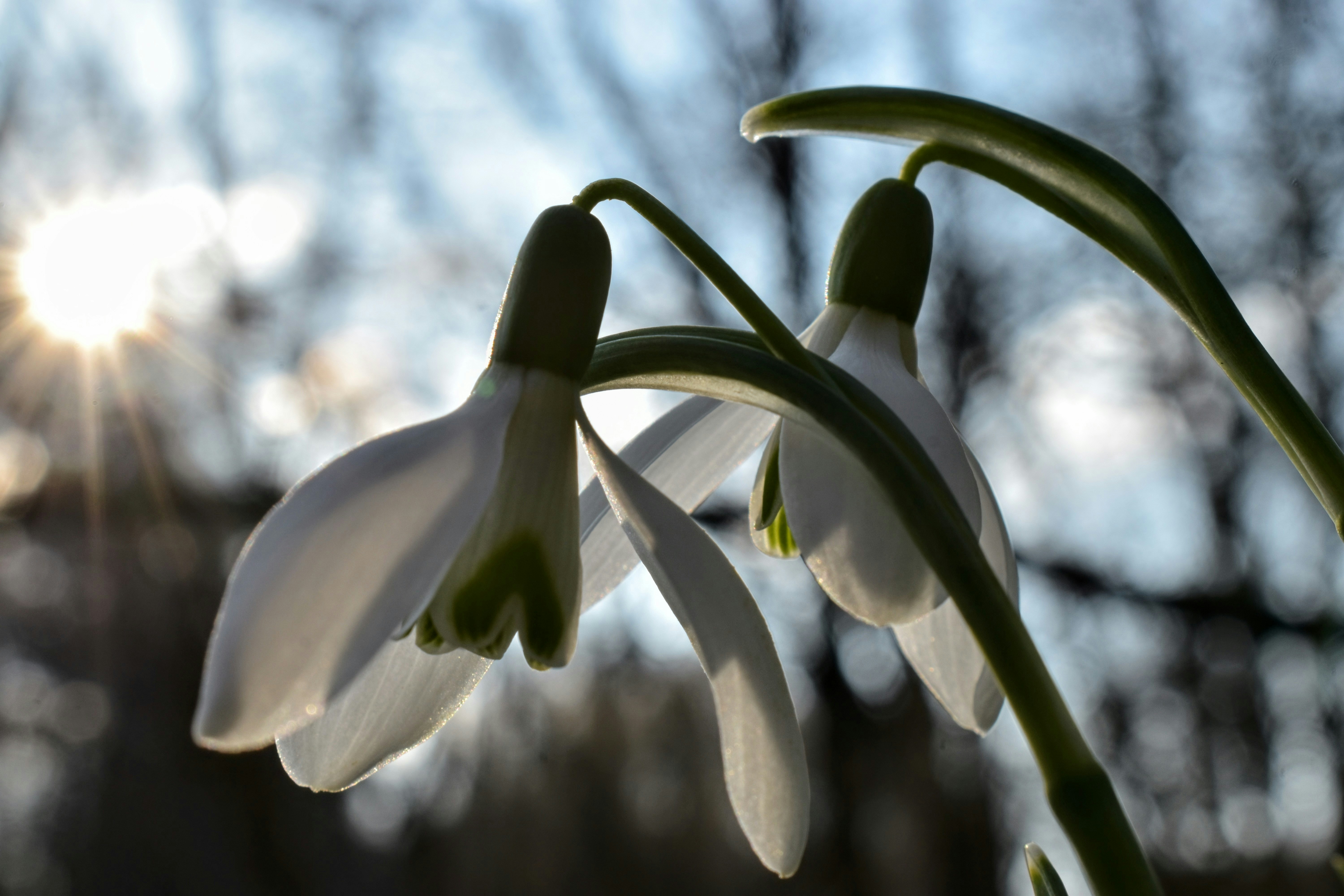 Snowdrops at Sunrise: Veil of Light Through Delicate Petals