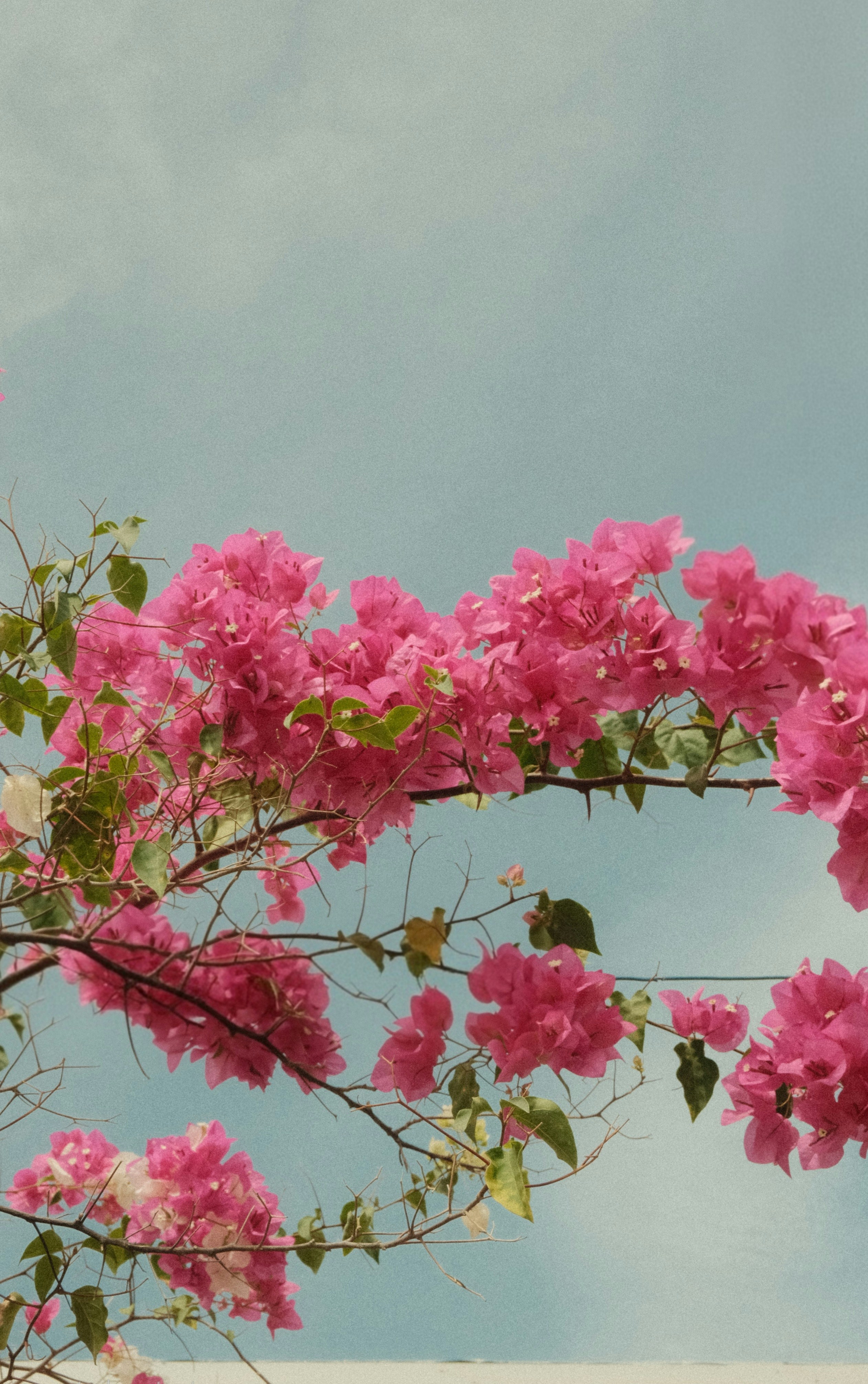 Pink bougainvillea flowers against a pale blue sky