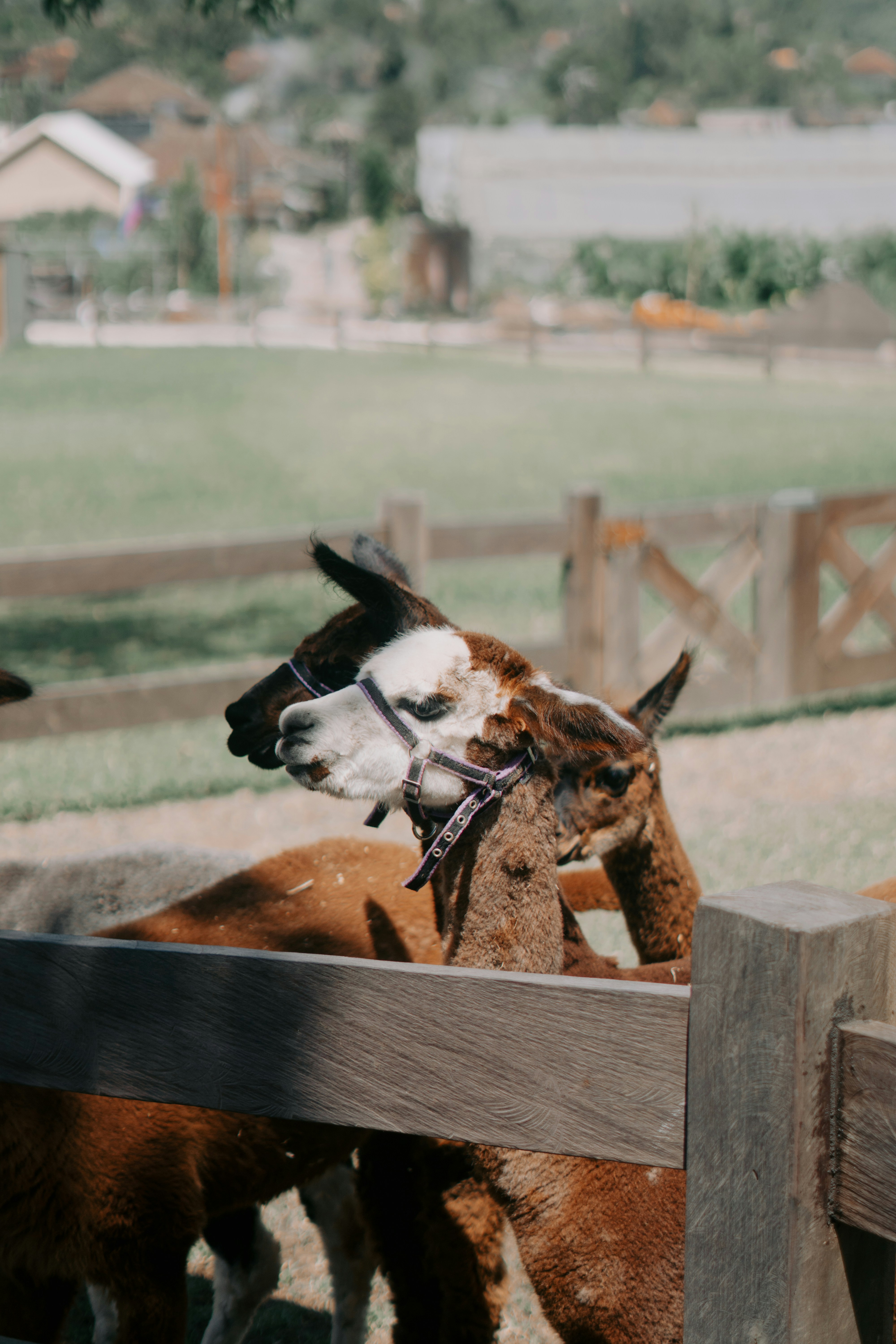 Llamas at a Fence: Quiet Farm Portrait