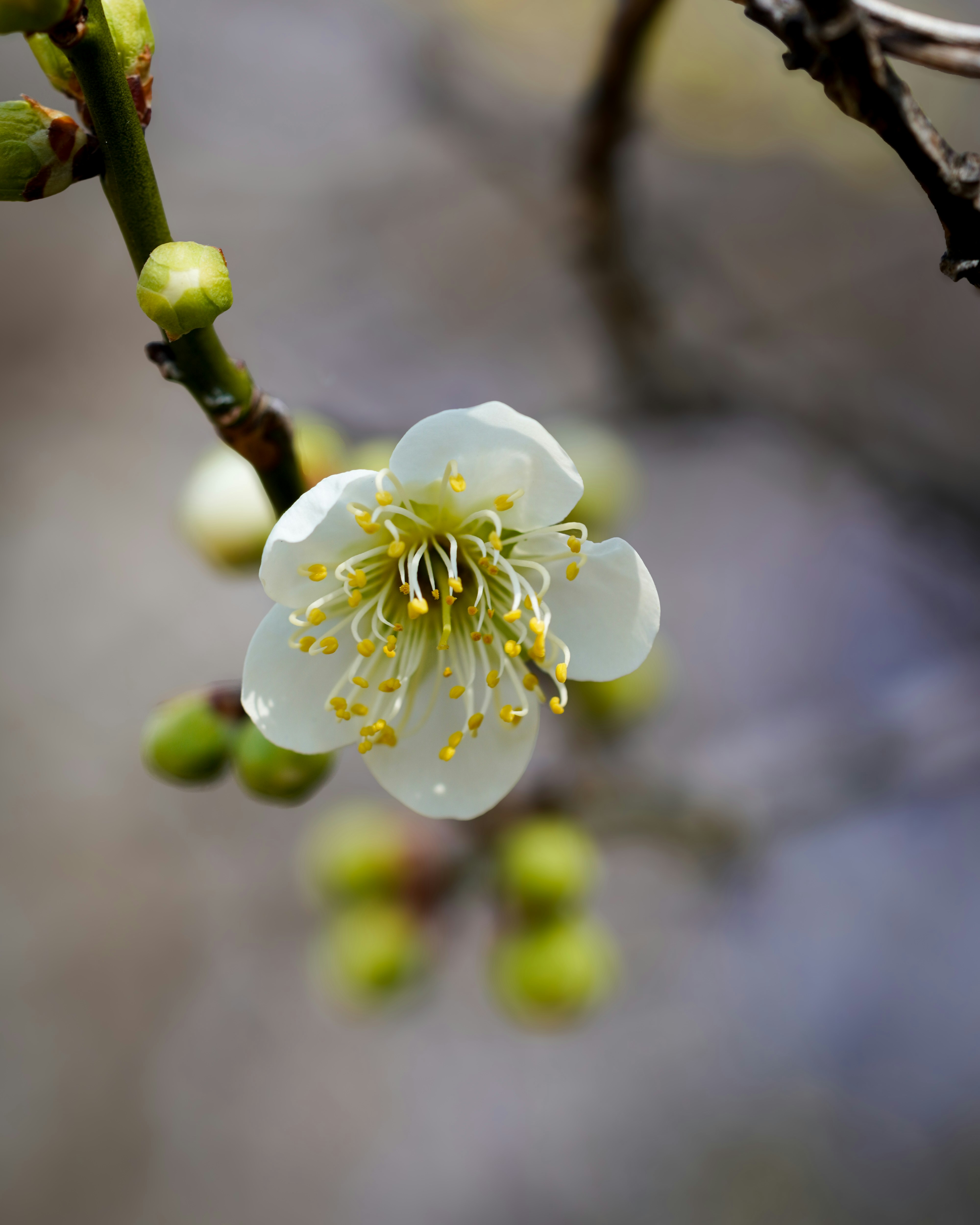 White blossom centerstage: a delicate bloom among green buds