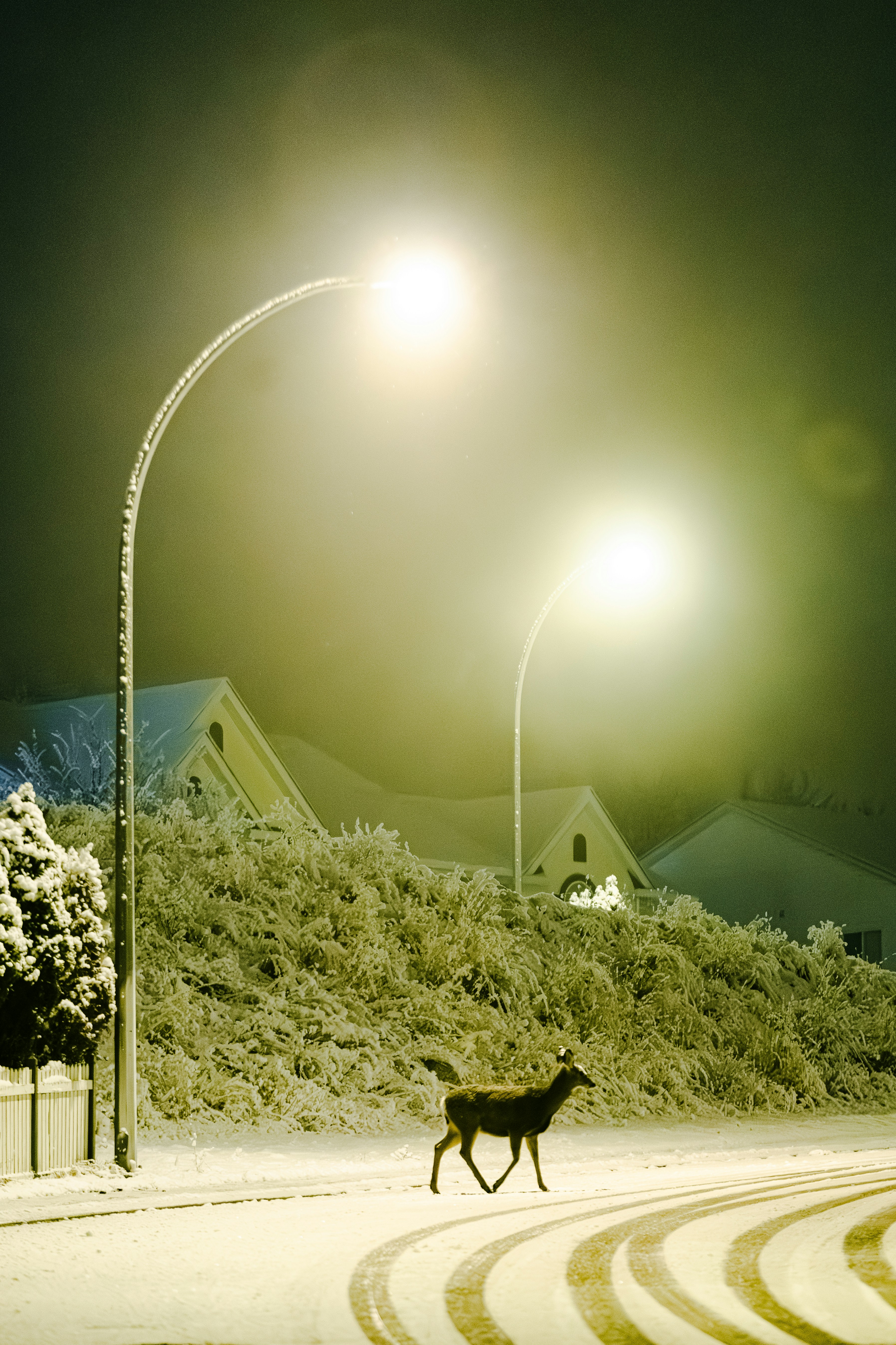 Moonlit Streetwalker: A lone deer under yellow glow