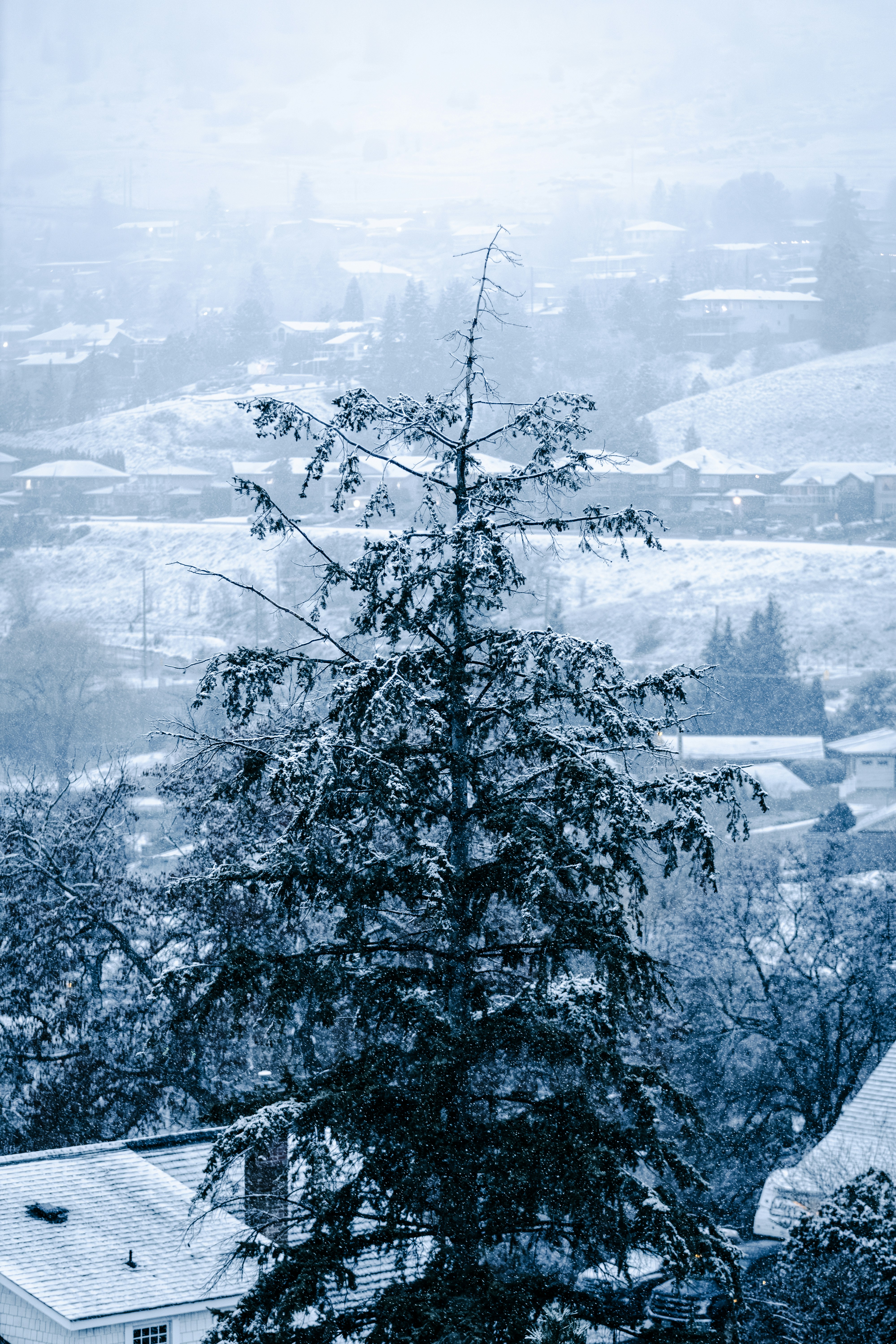 Snow-kissed Fir Silhouette Over Suburban Wintervale