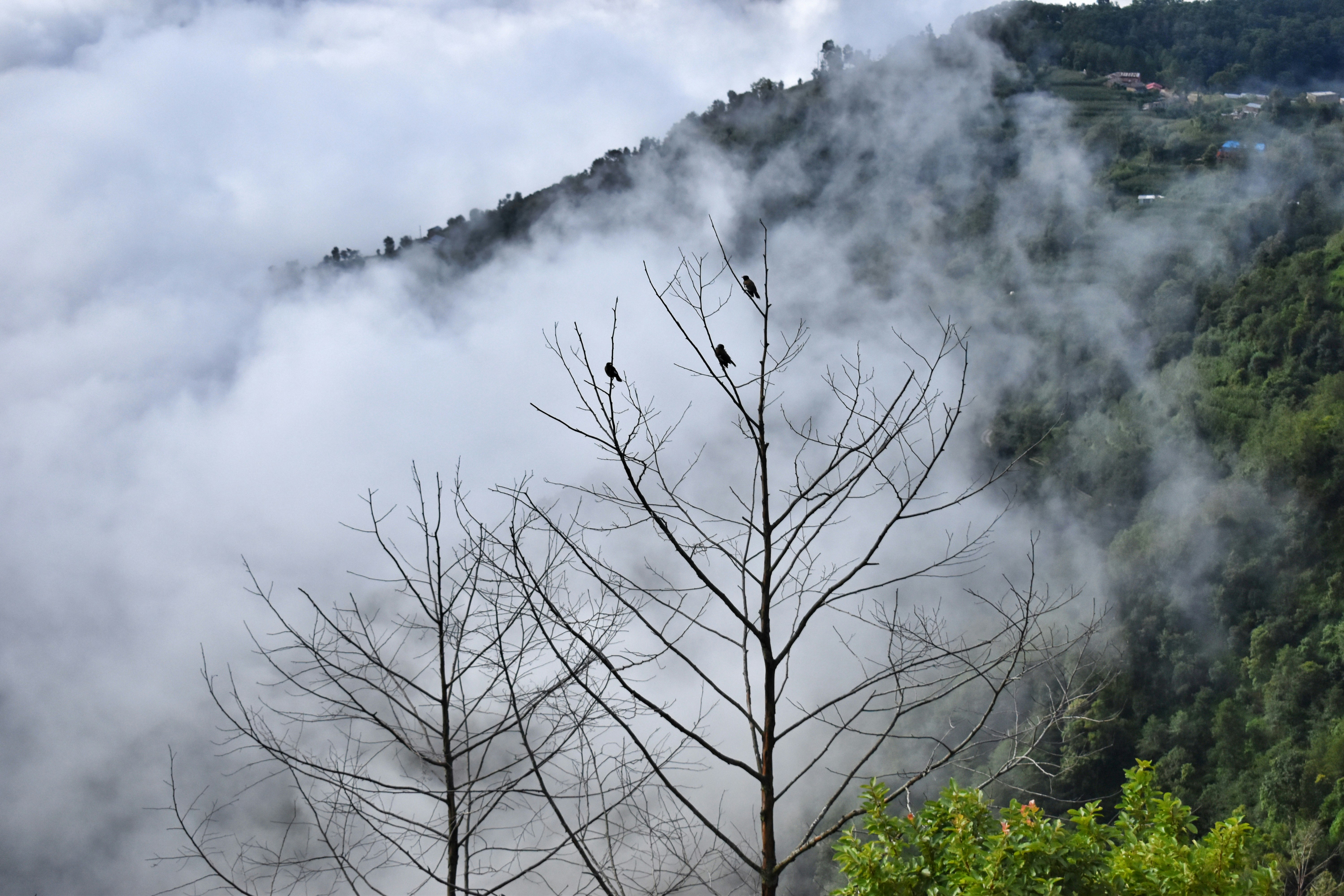 Mist Clad Ridge: Bare Trees Framing a Cloud-Soft Valley