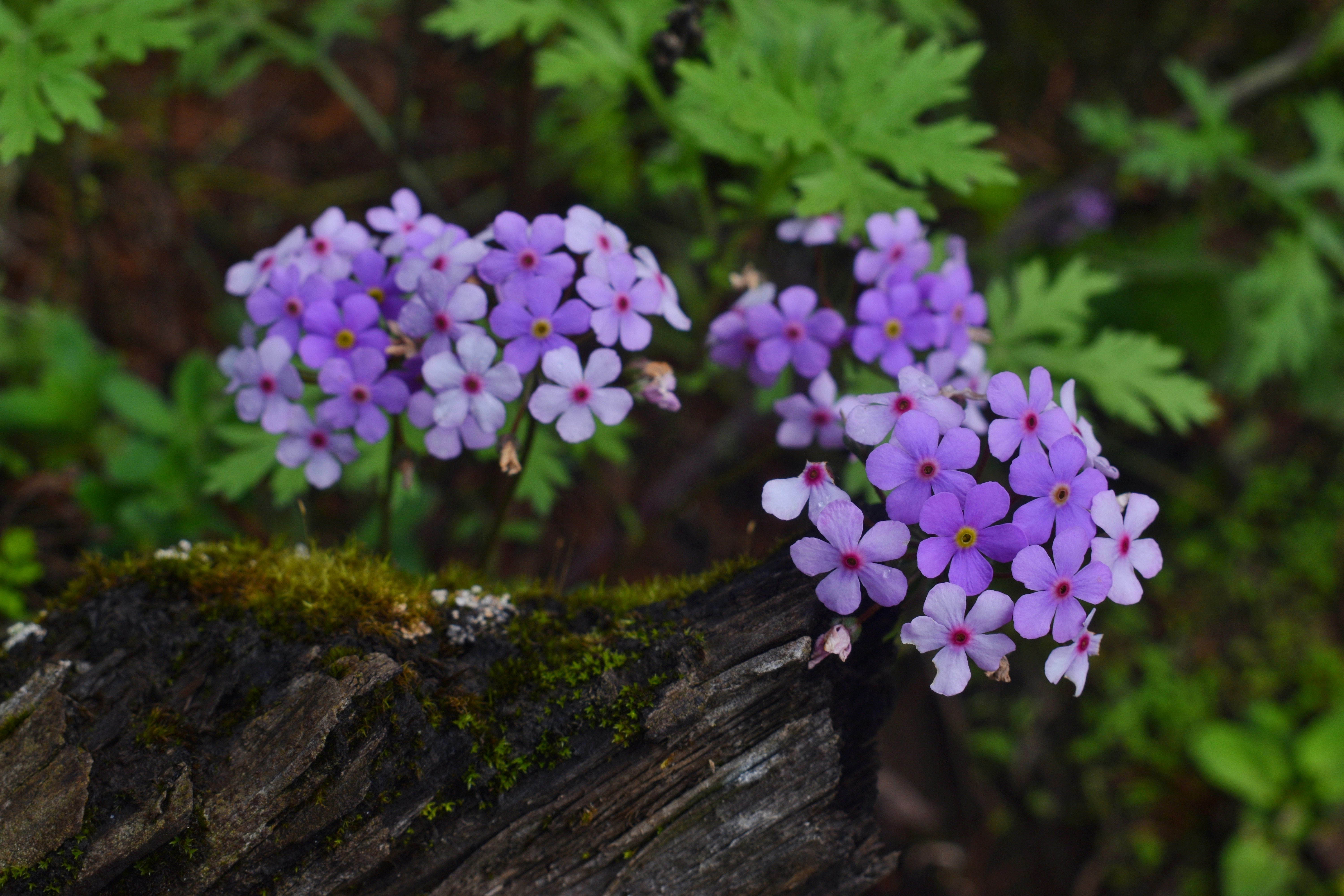 Lavender bloom on weathered wood: a quiet forest vignette