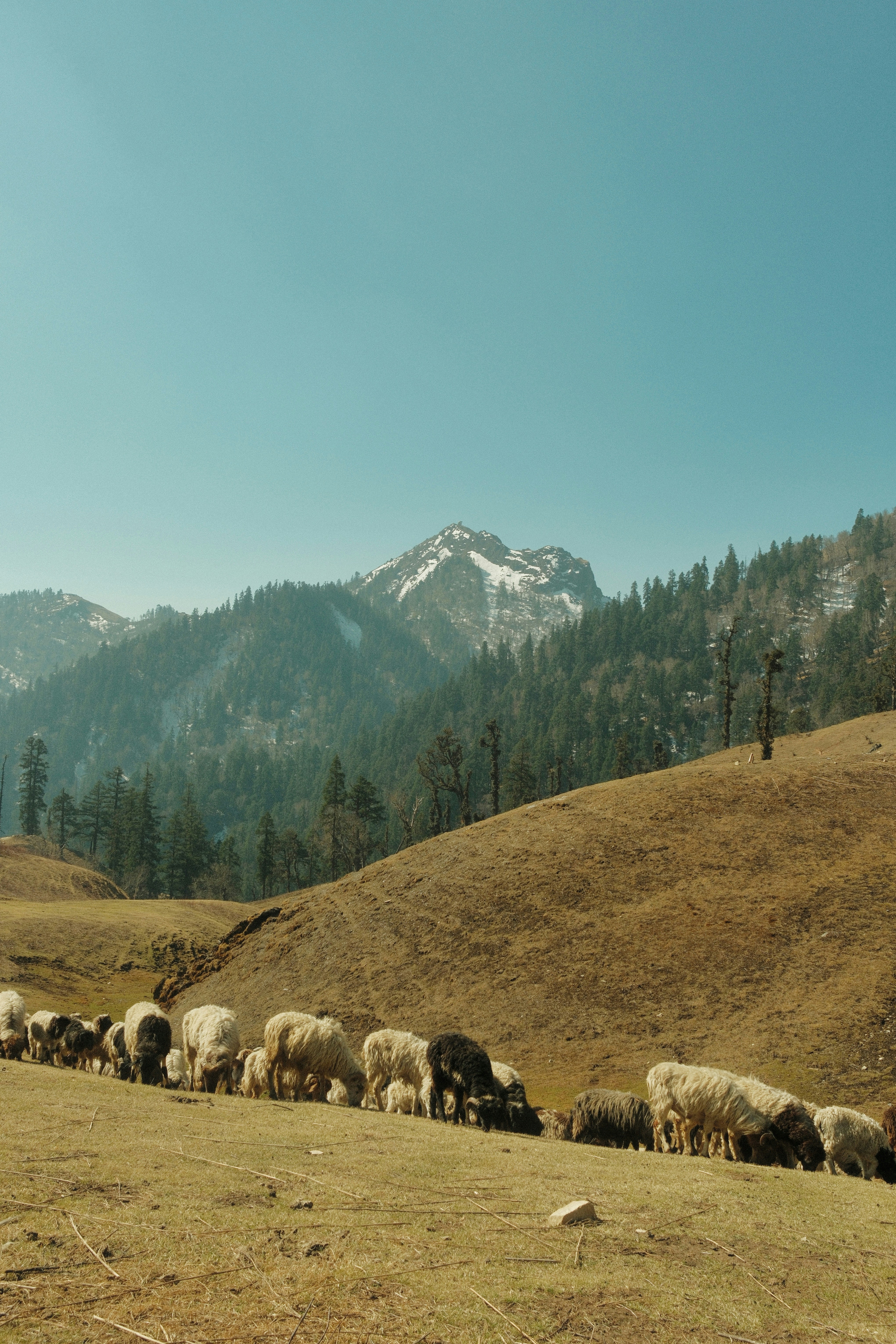 Herd of Sheep on Golden Slope Beneath Snow-Capped Peaks