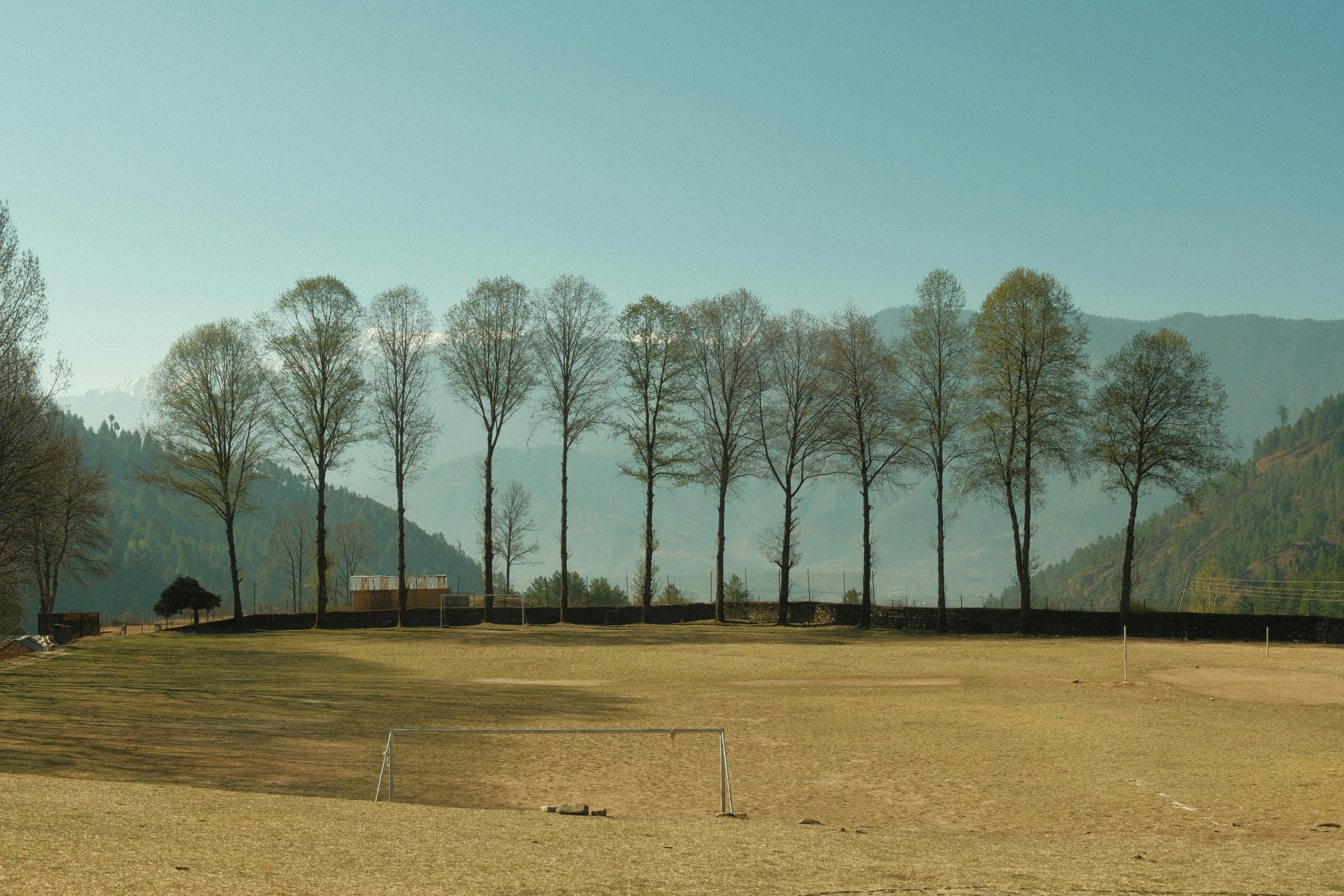 Line of Trees Over a Quiet Field