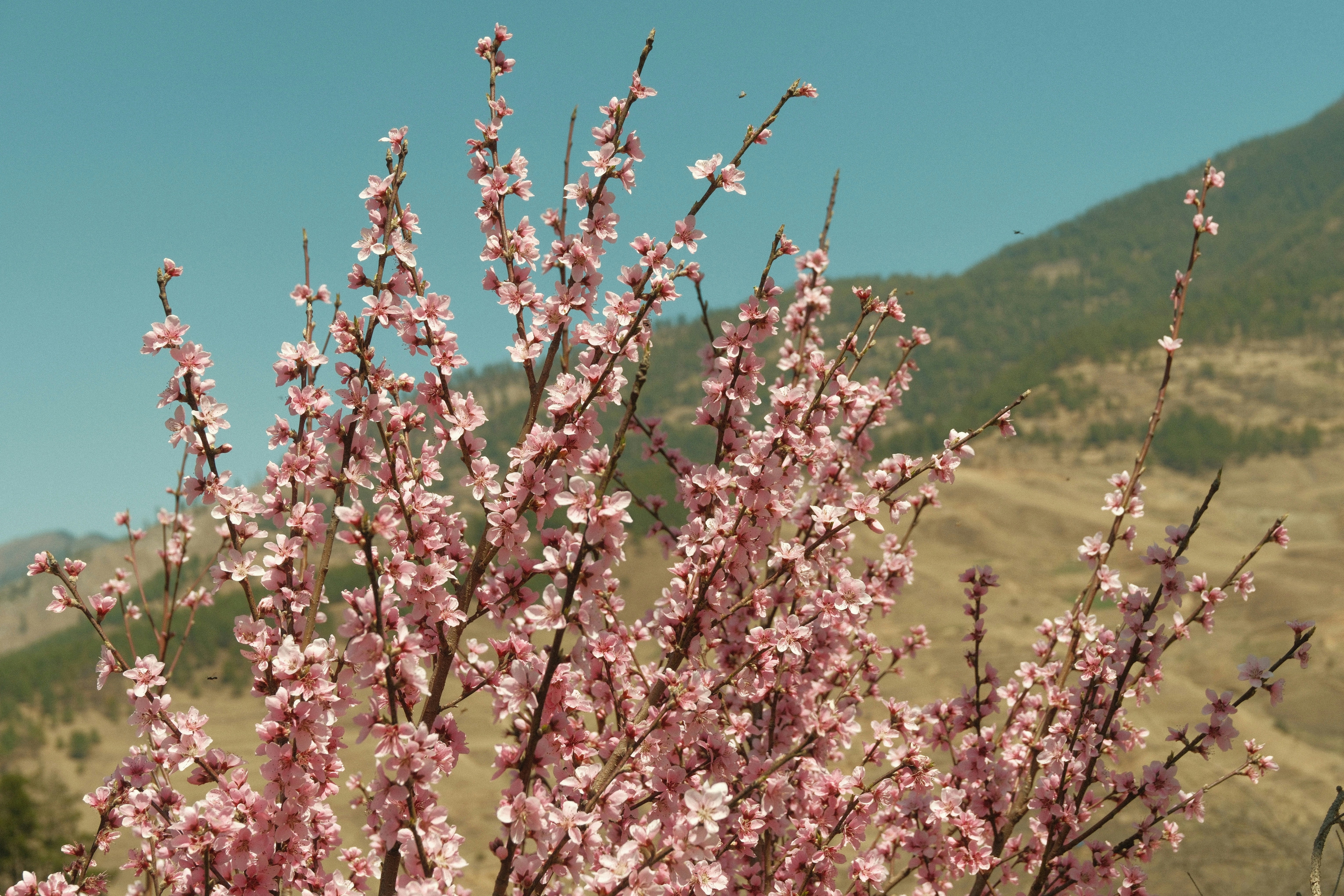 Blossoms in Focus: Pink Trails Against a Mountain Backdrop