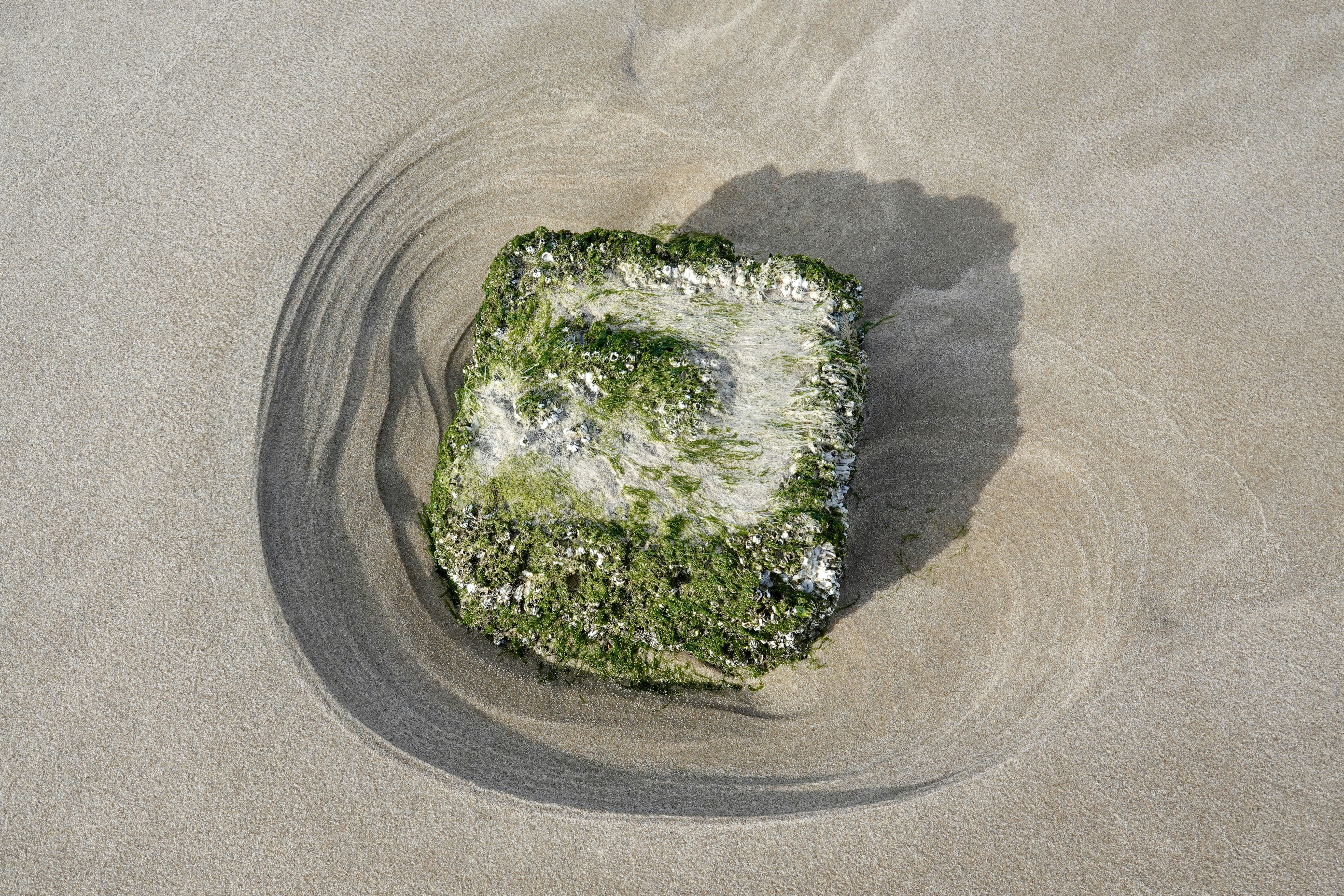 Green-timed Drift: Mossy Square on Wet Sand
