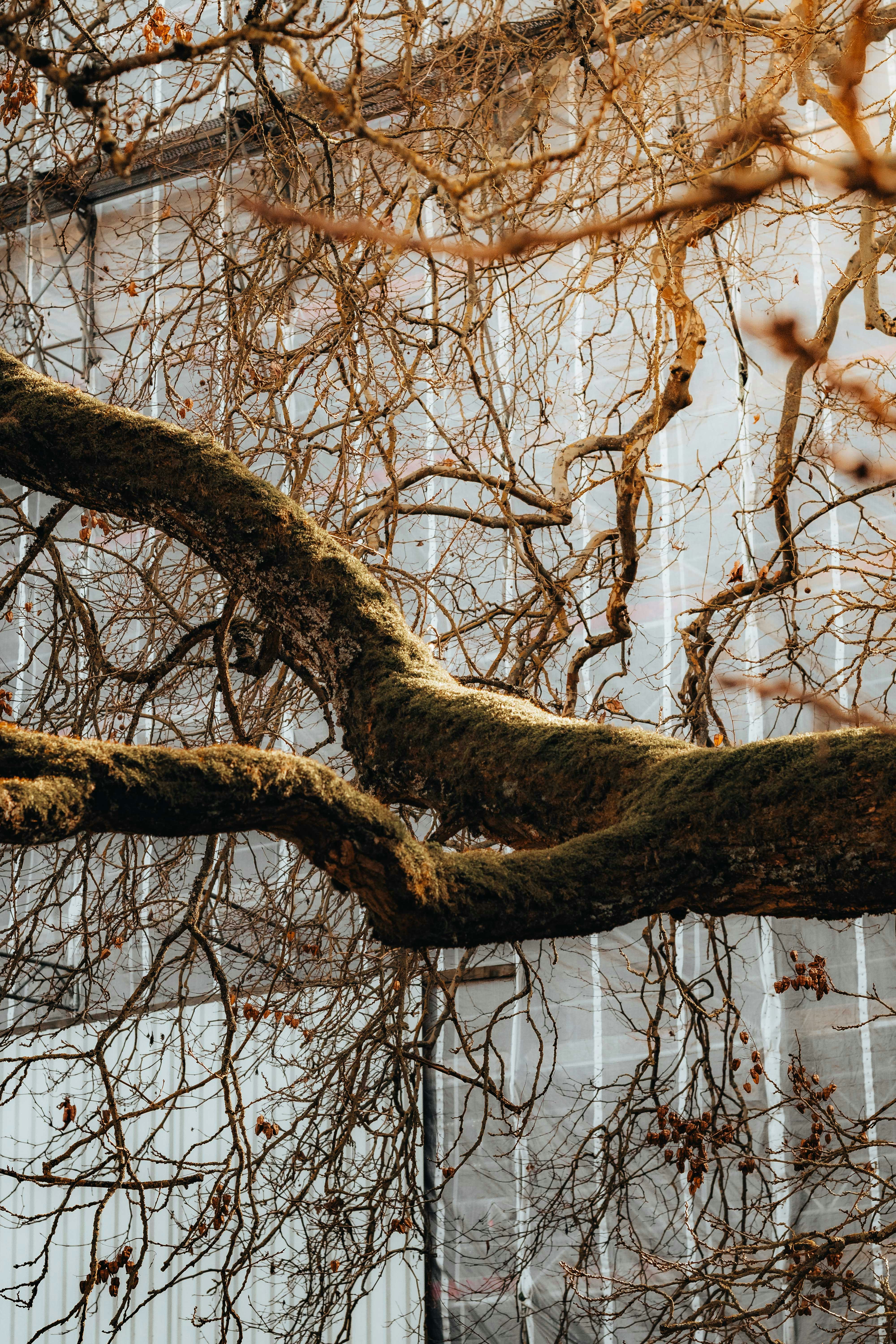 Whispering Branches Across a Glassy Facade