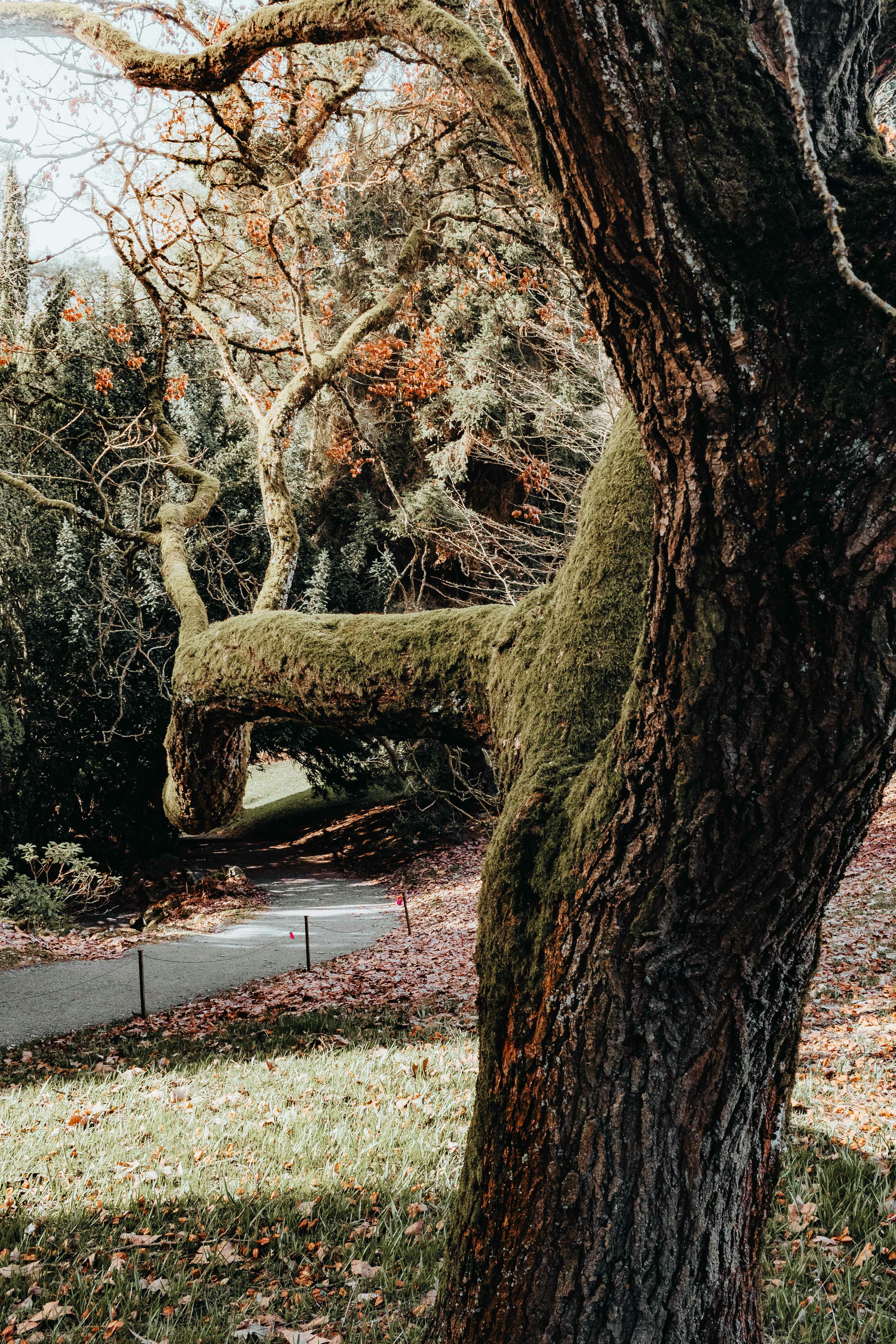 Twisted Moss-Textured Arbortop Arc