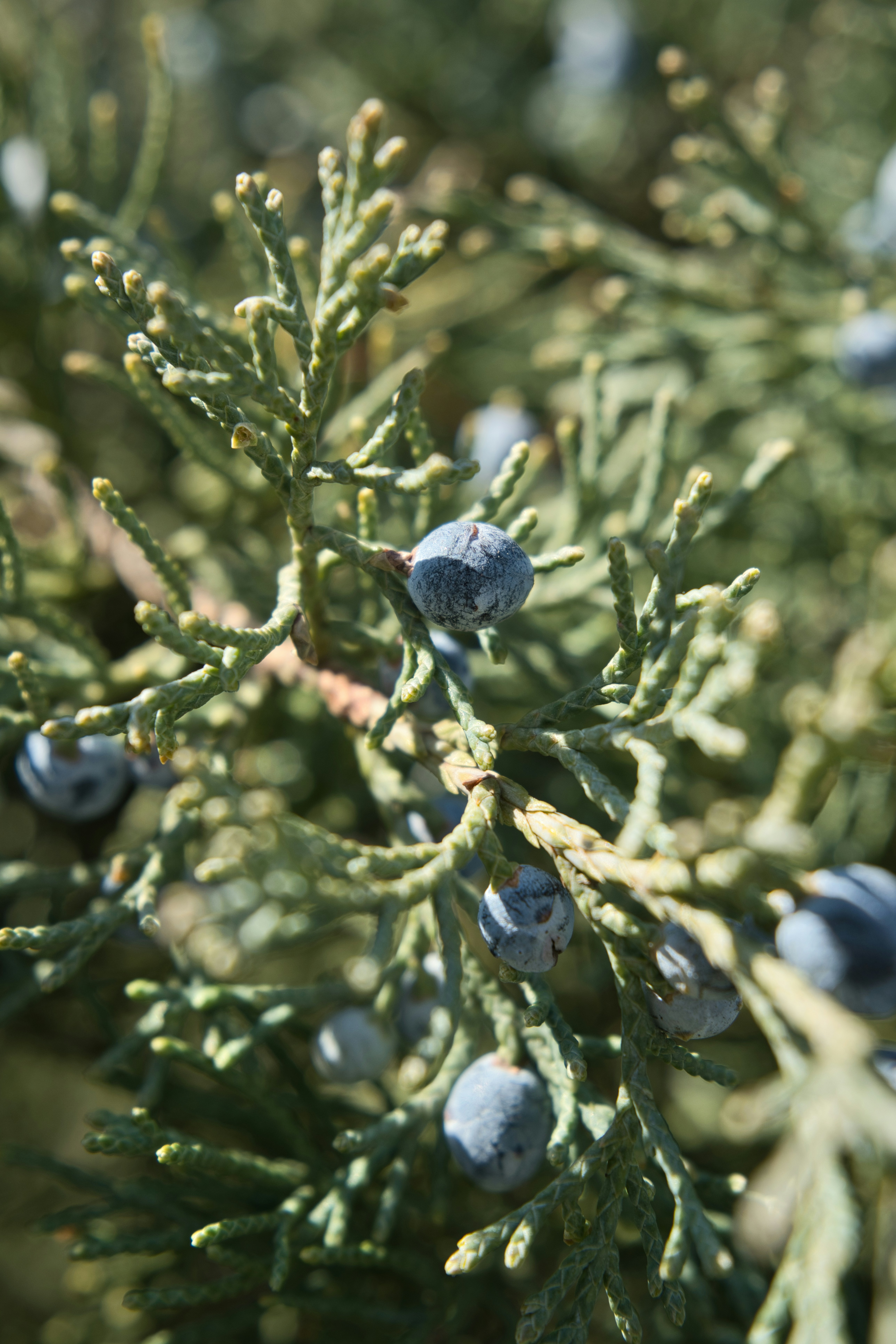 Blueberry Constellation on Evergreen Fingers