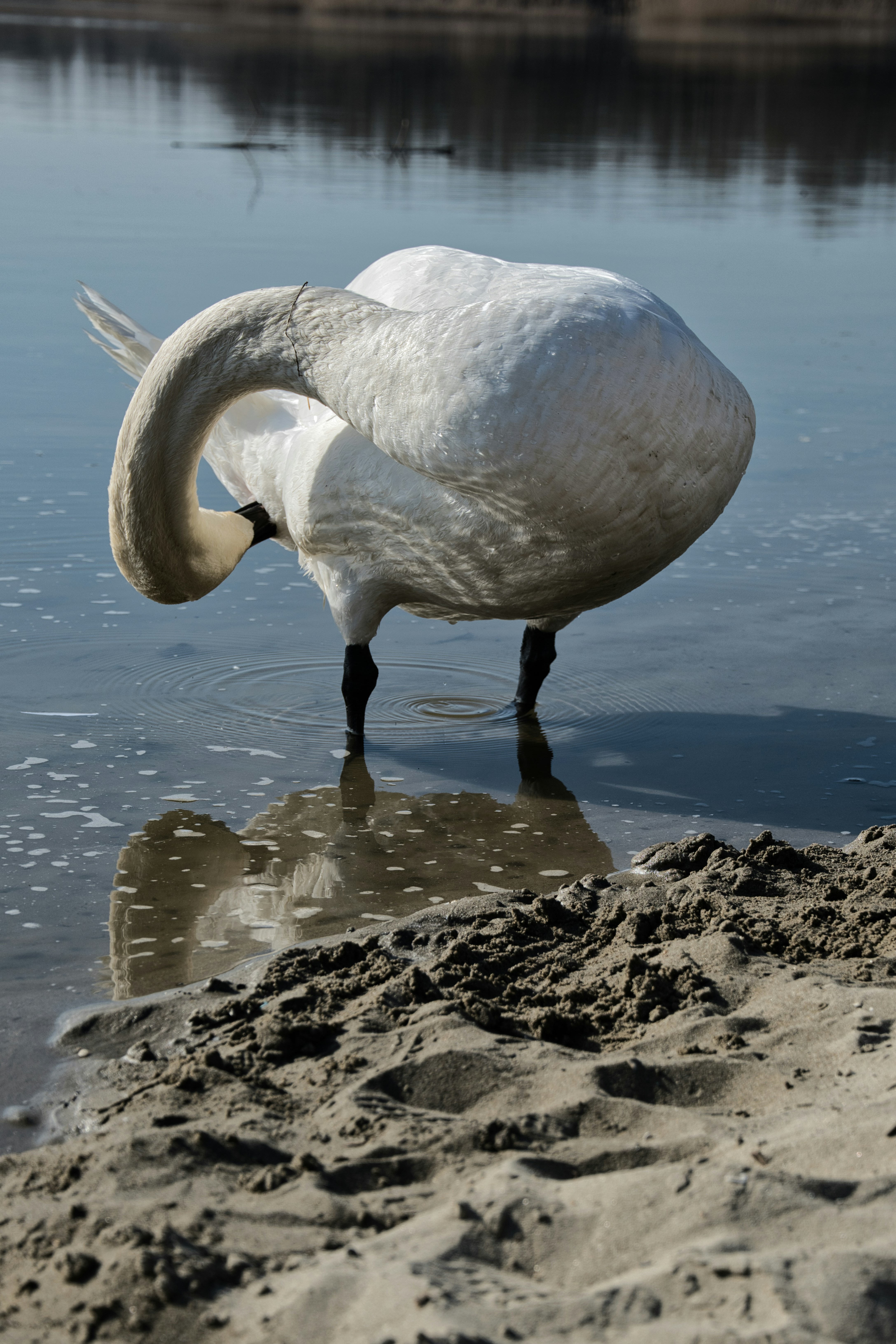 Graceful Swan in a Mirror-Tilled Shore