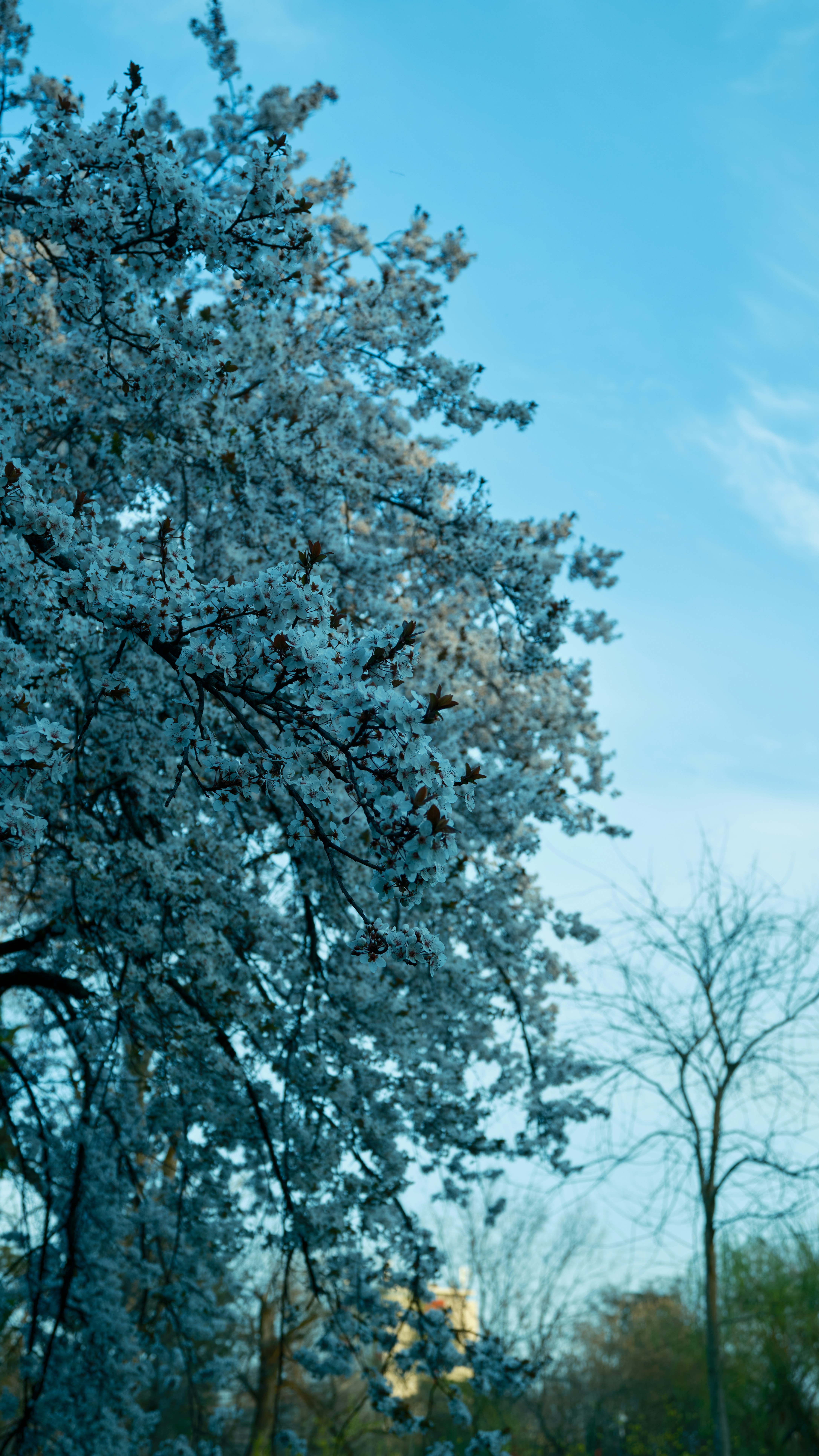 Snow-kissed Branches Reaching Toward a Clear Spring Sky