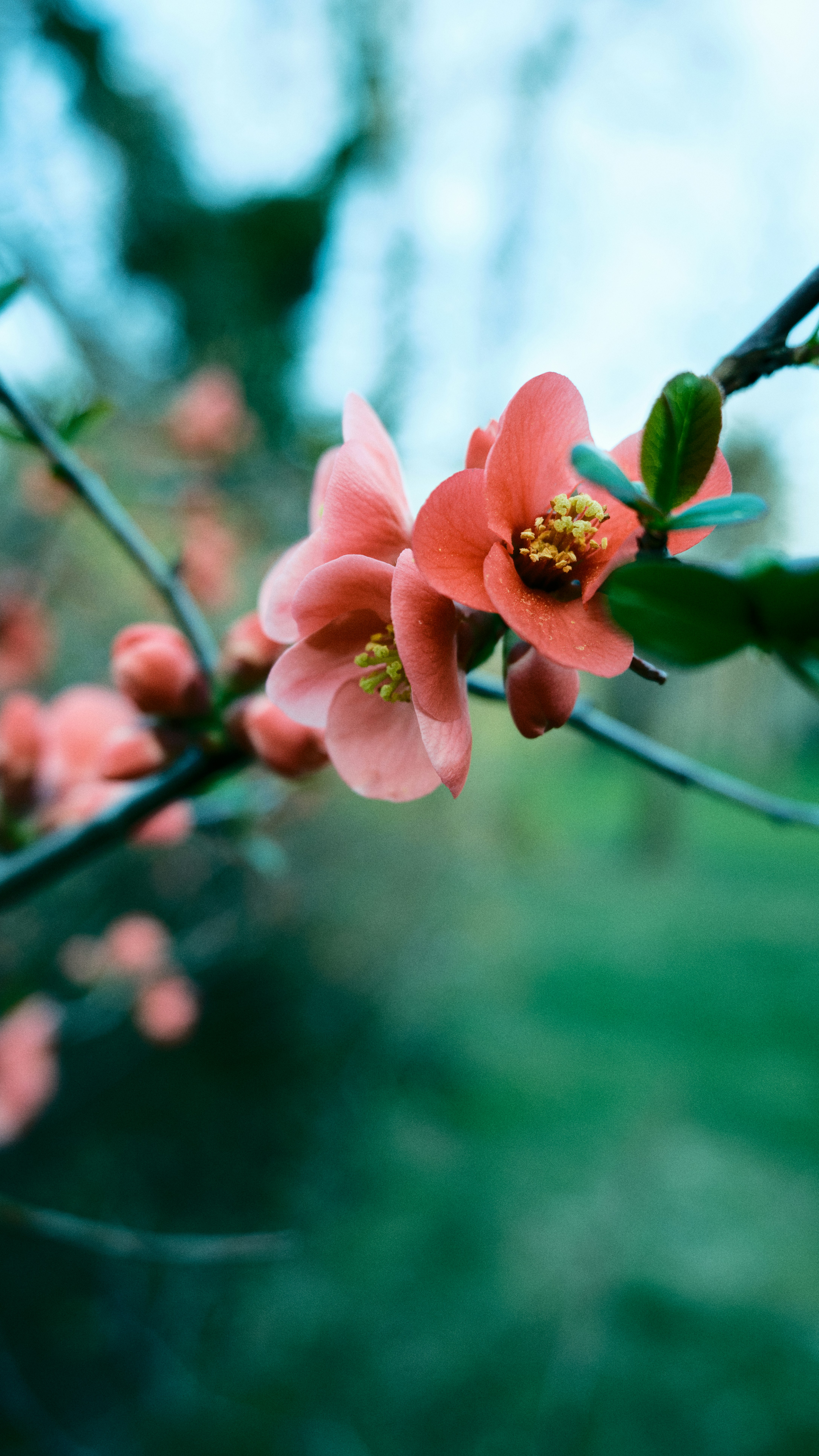 Petals in Focus: Coral Blossom on a Slender Branch