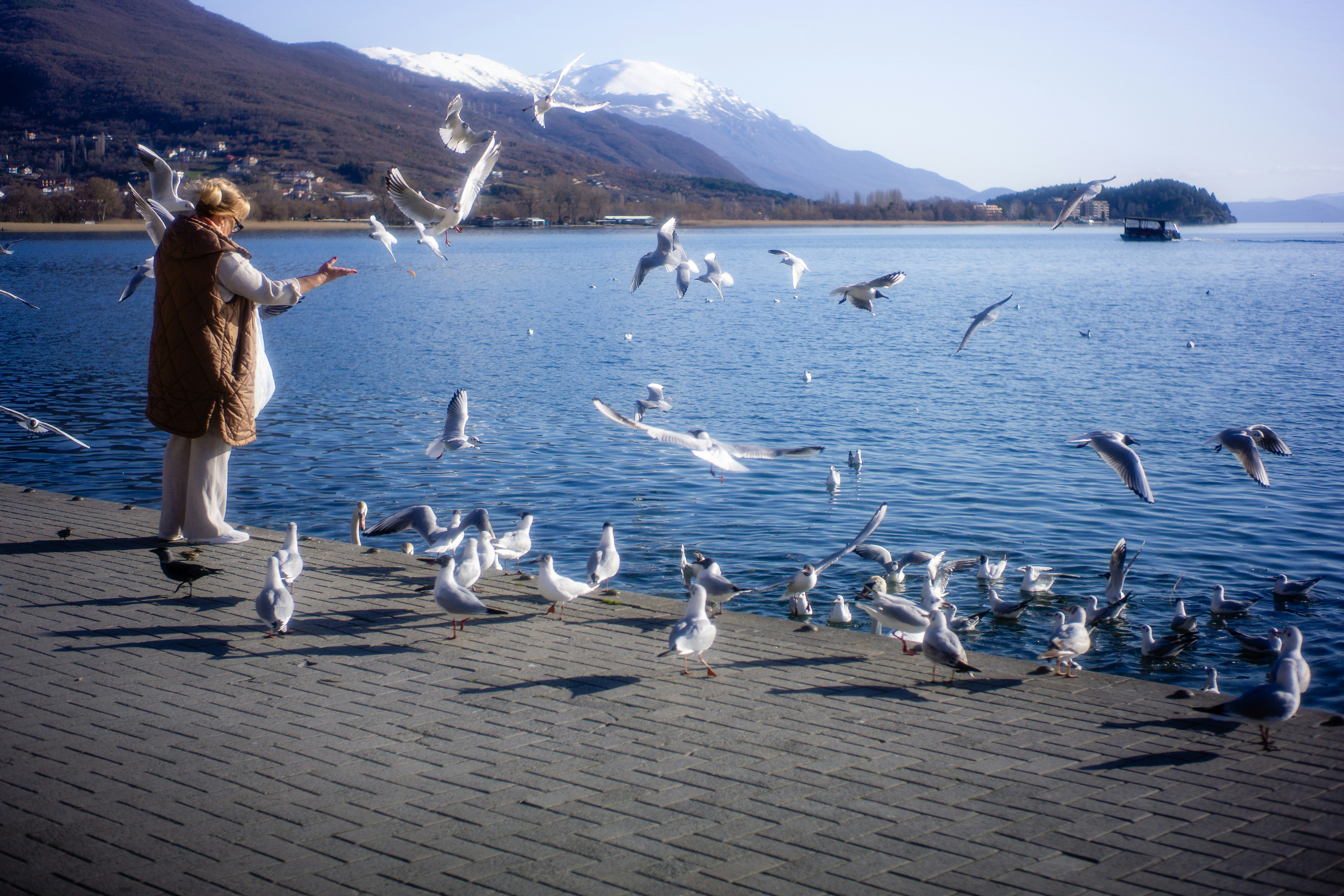 Feeding Flock: A Quiet Moment by the Lake