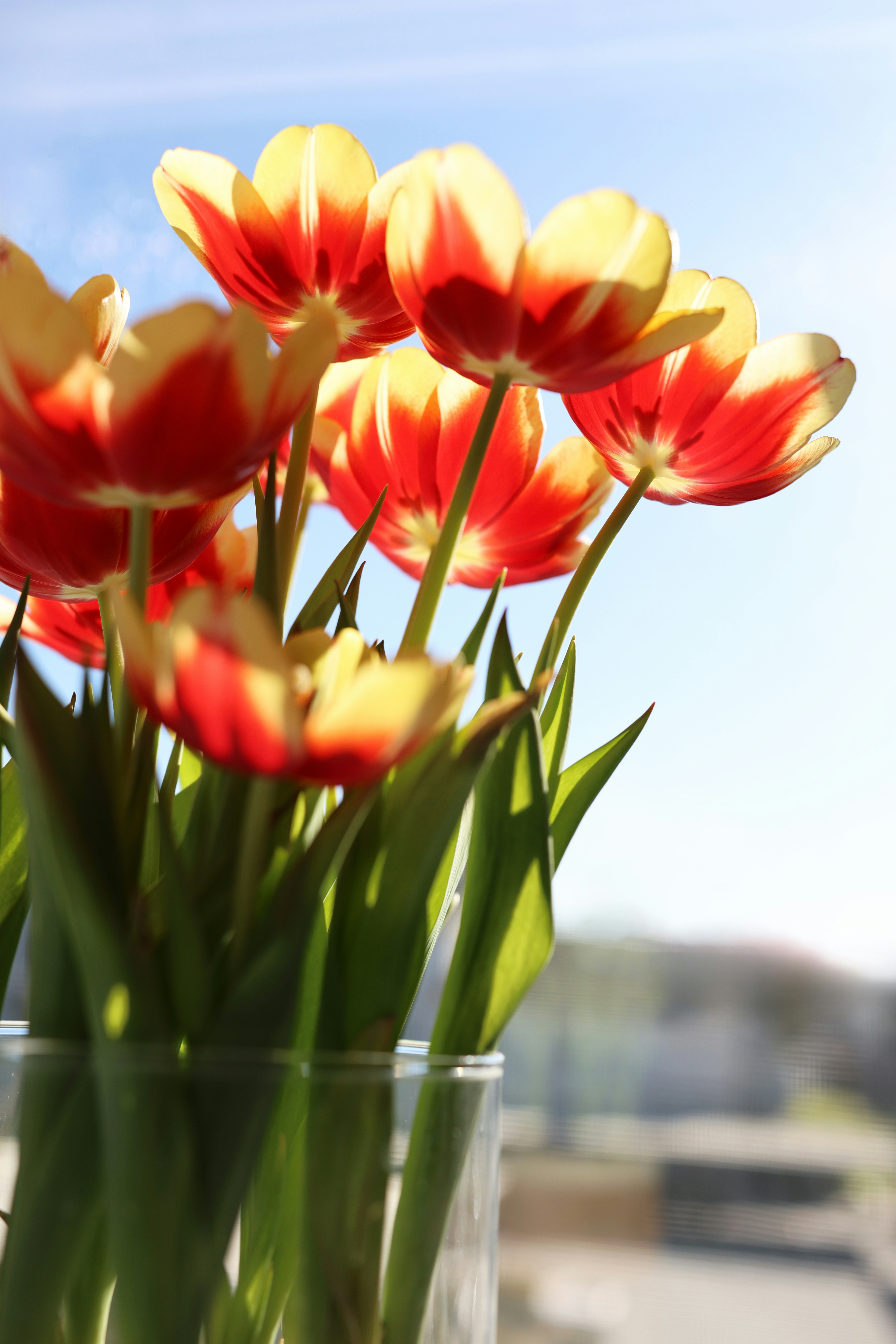 Vibrant Tulips Reaching for the Sky