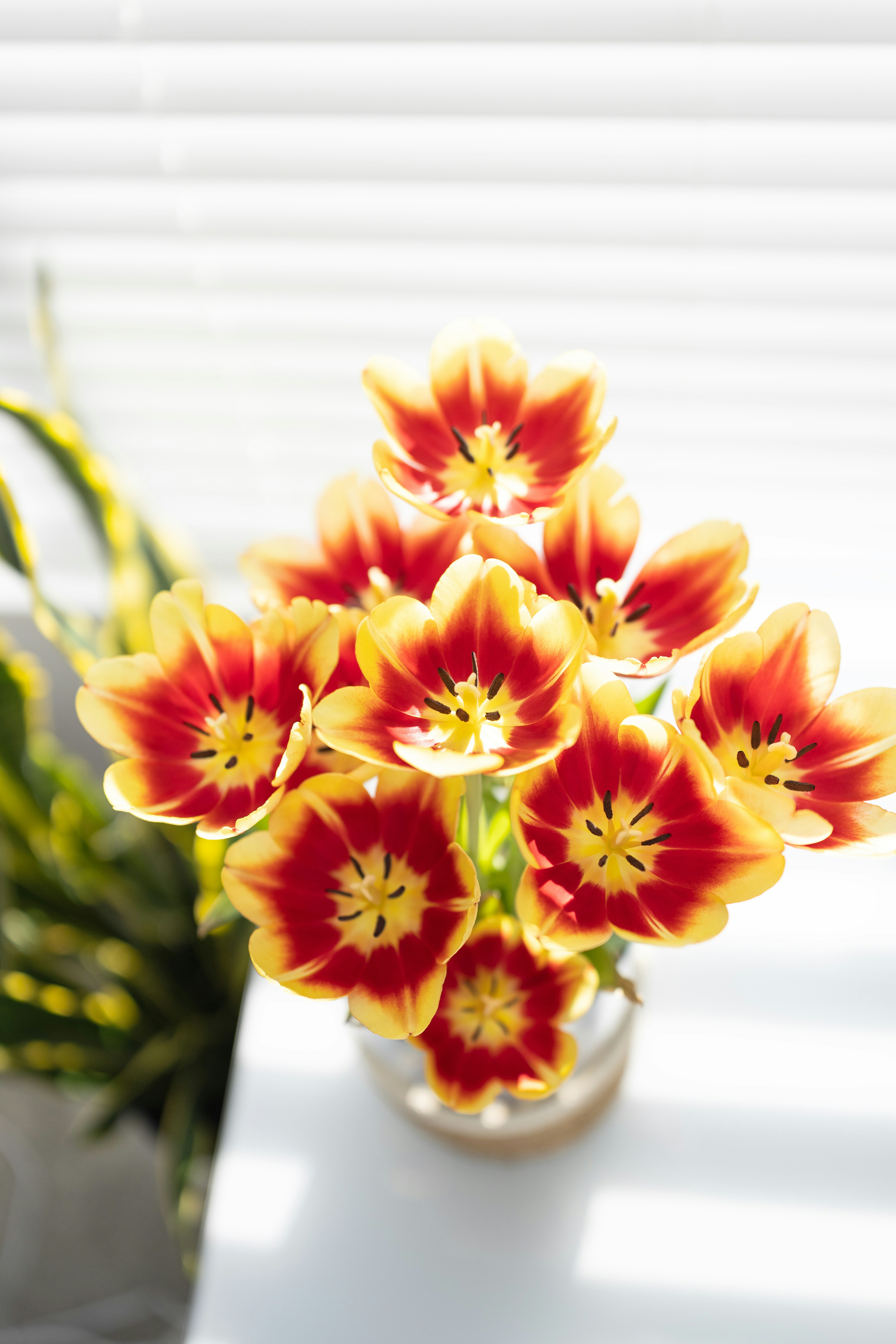 Sunlit Tulips in a White Window-Sill Glow