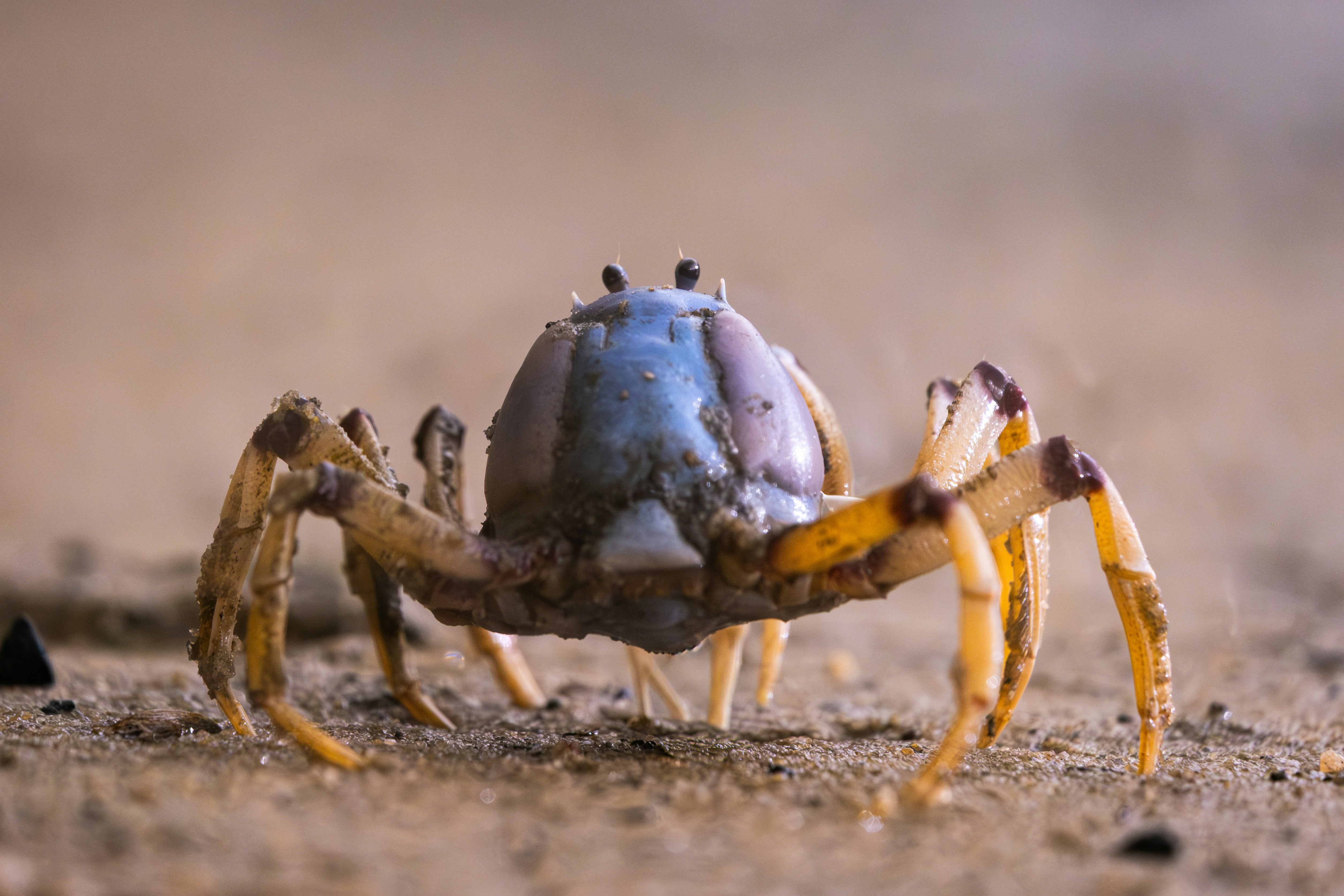 Close-Up Stare of a Sand Crab: a tiny armored rover on a grainy stage