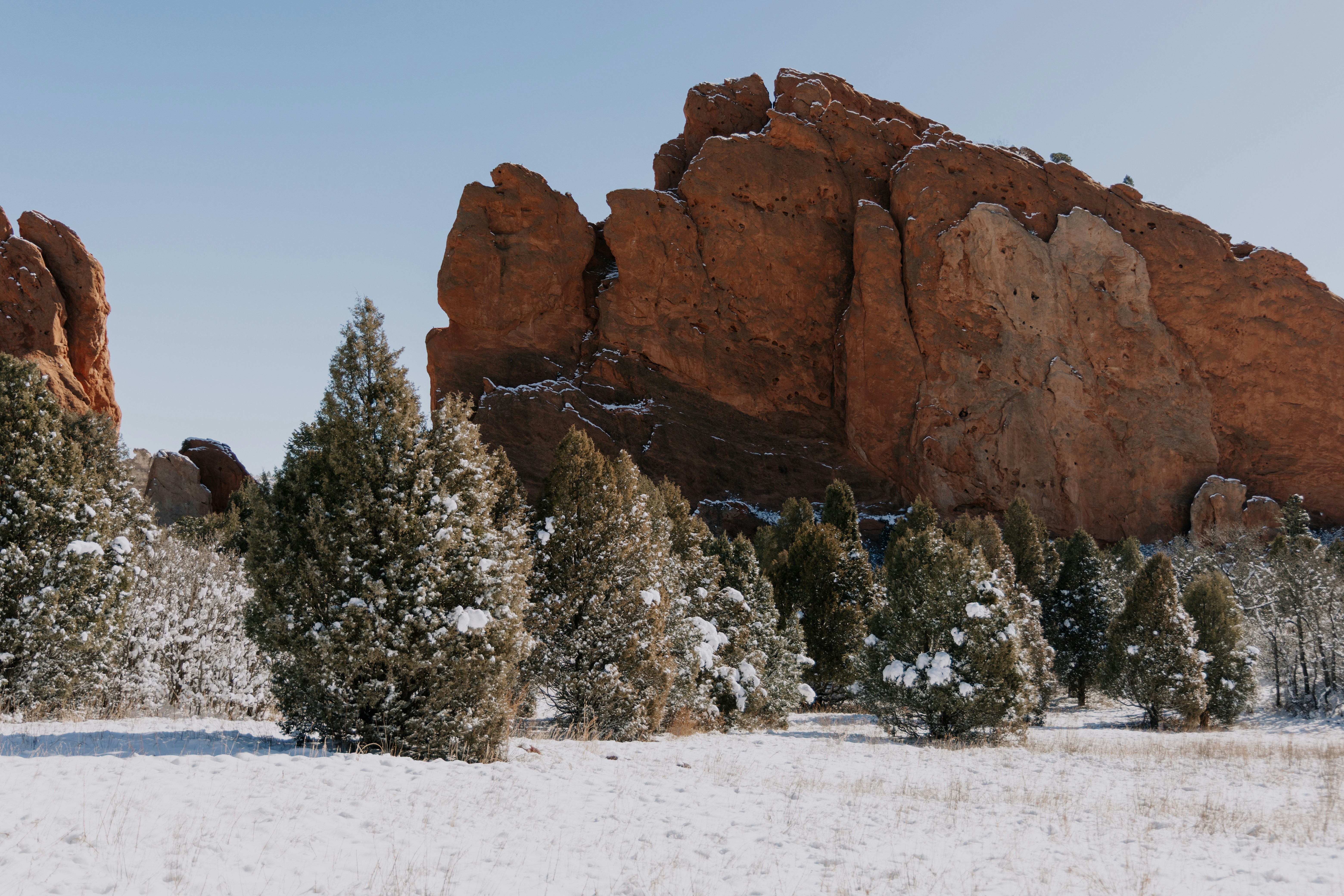 Red Rock Sentinel Behind a Snow-kissed Pines Row