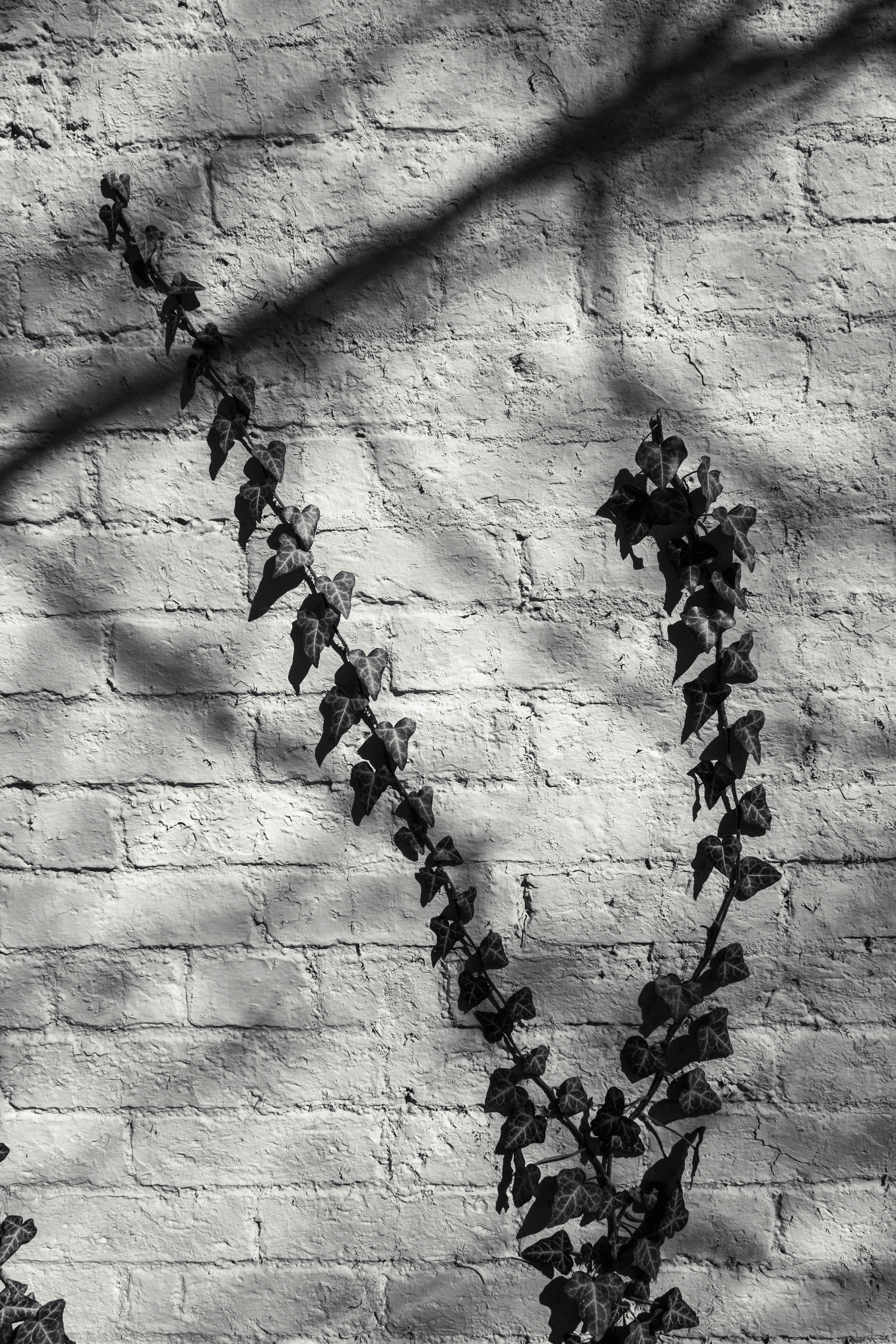 Trailing Ivy Against a Weathered Brick: Shadowed Lines on Silent Walls