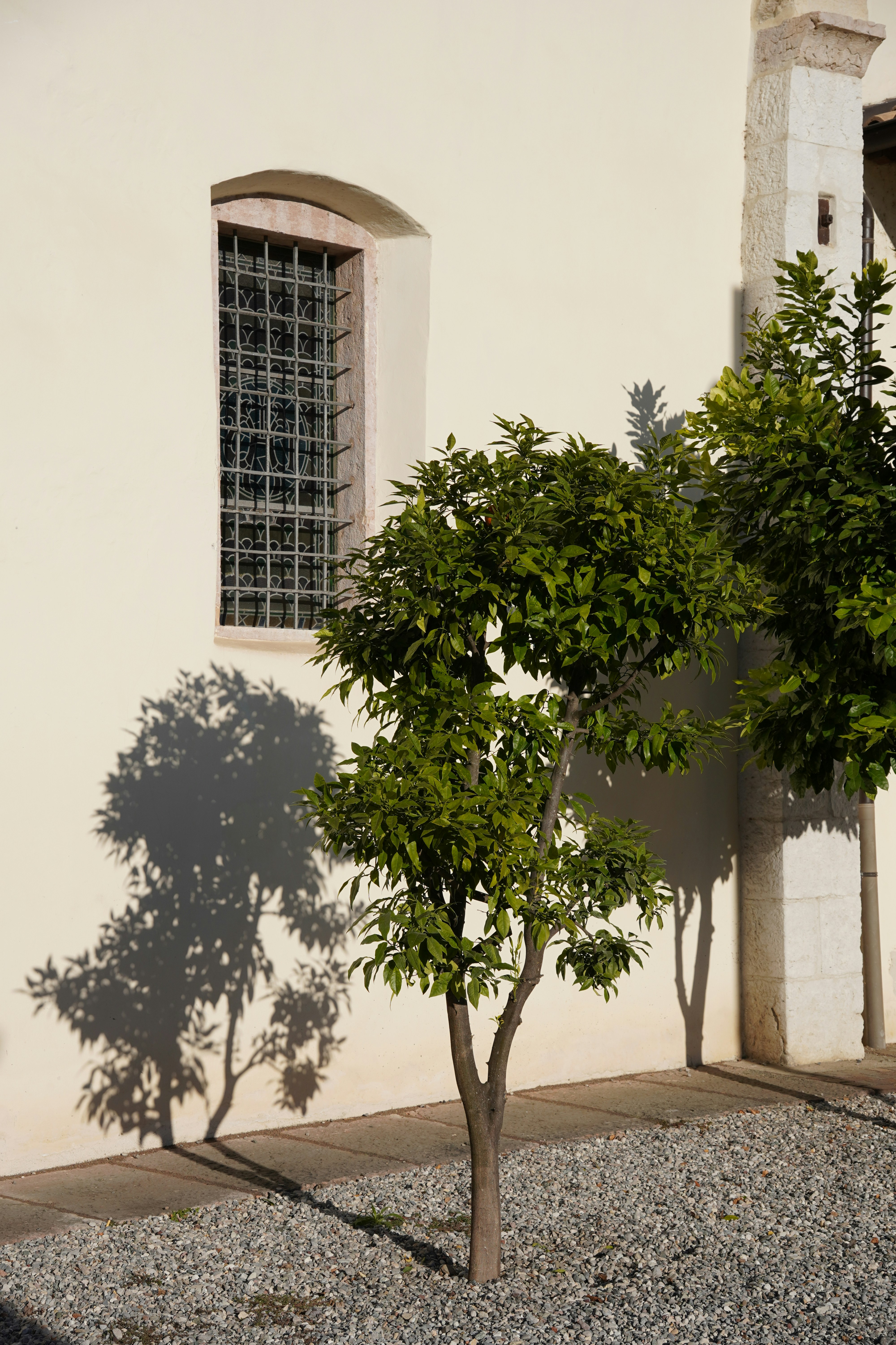 Sunlit courtyard tree casting a sculpted shadow on a cream wall