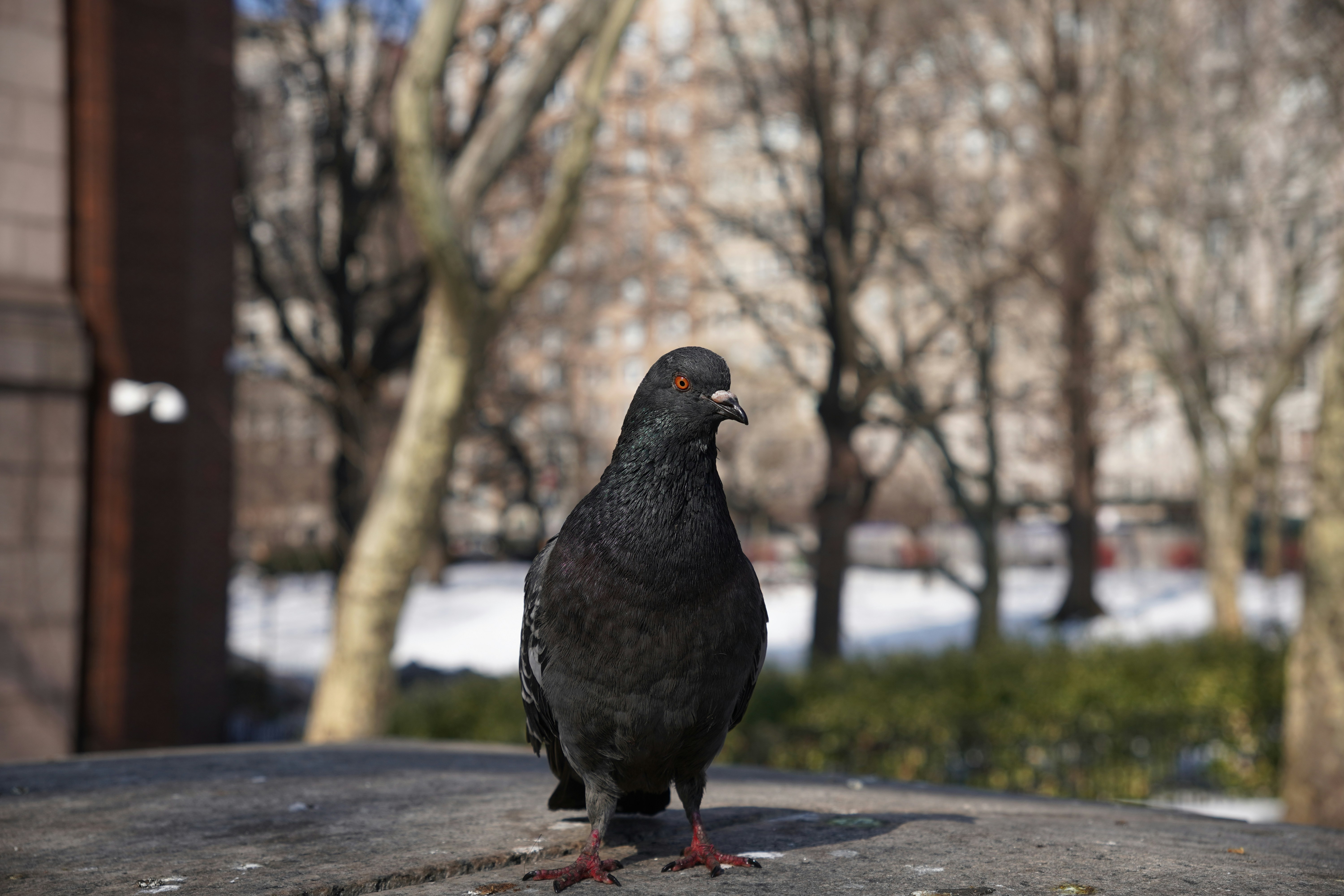 Pigeon on a Park Table: Quiet Stare Amid Winter Trees
