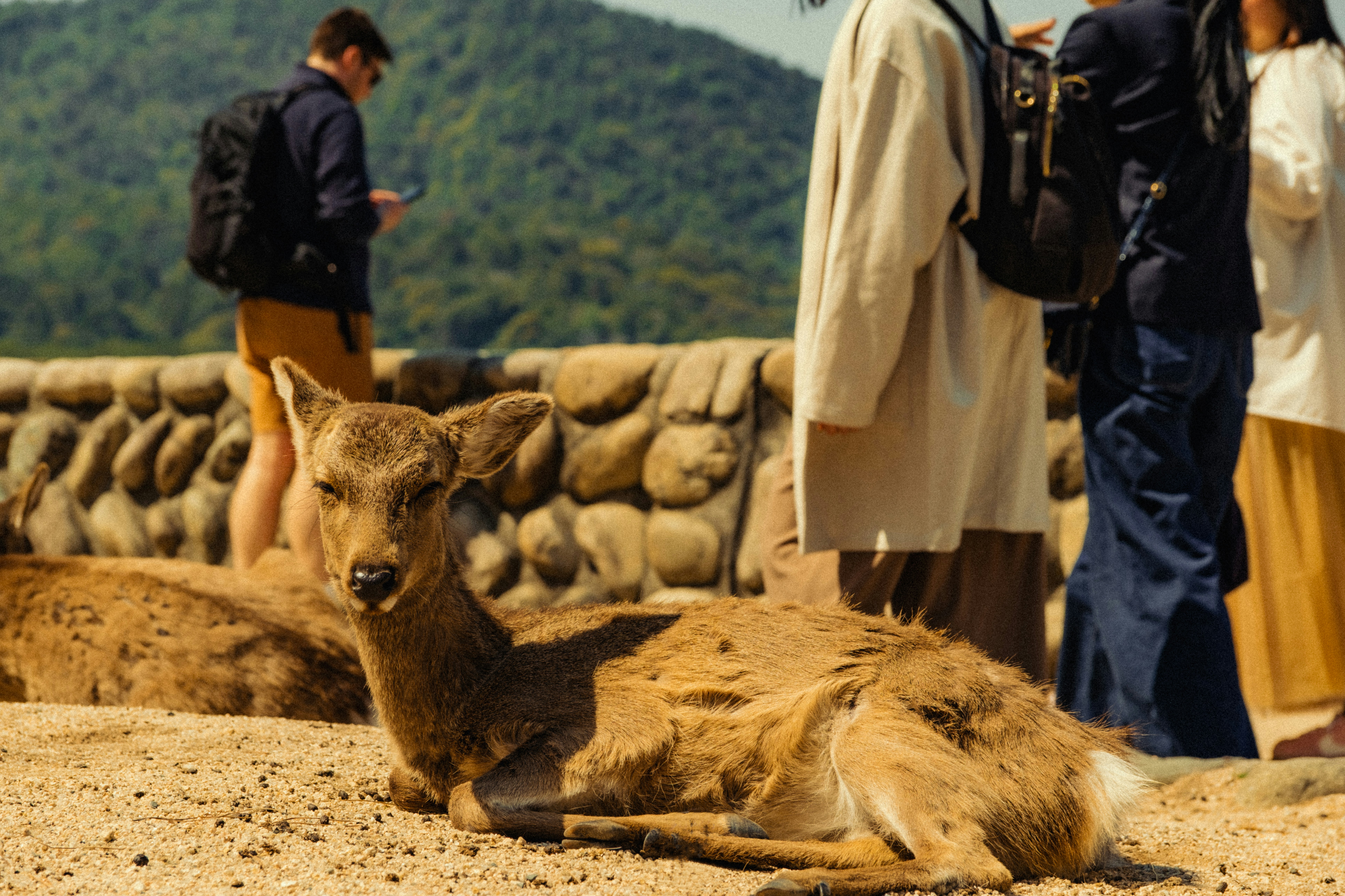 Gentle Deer at the Footpath Friends: A Curious Moment Among Wanderers