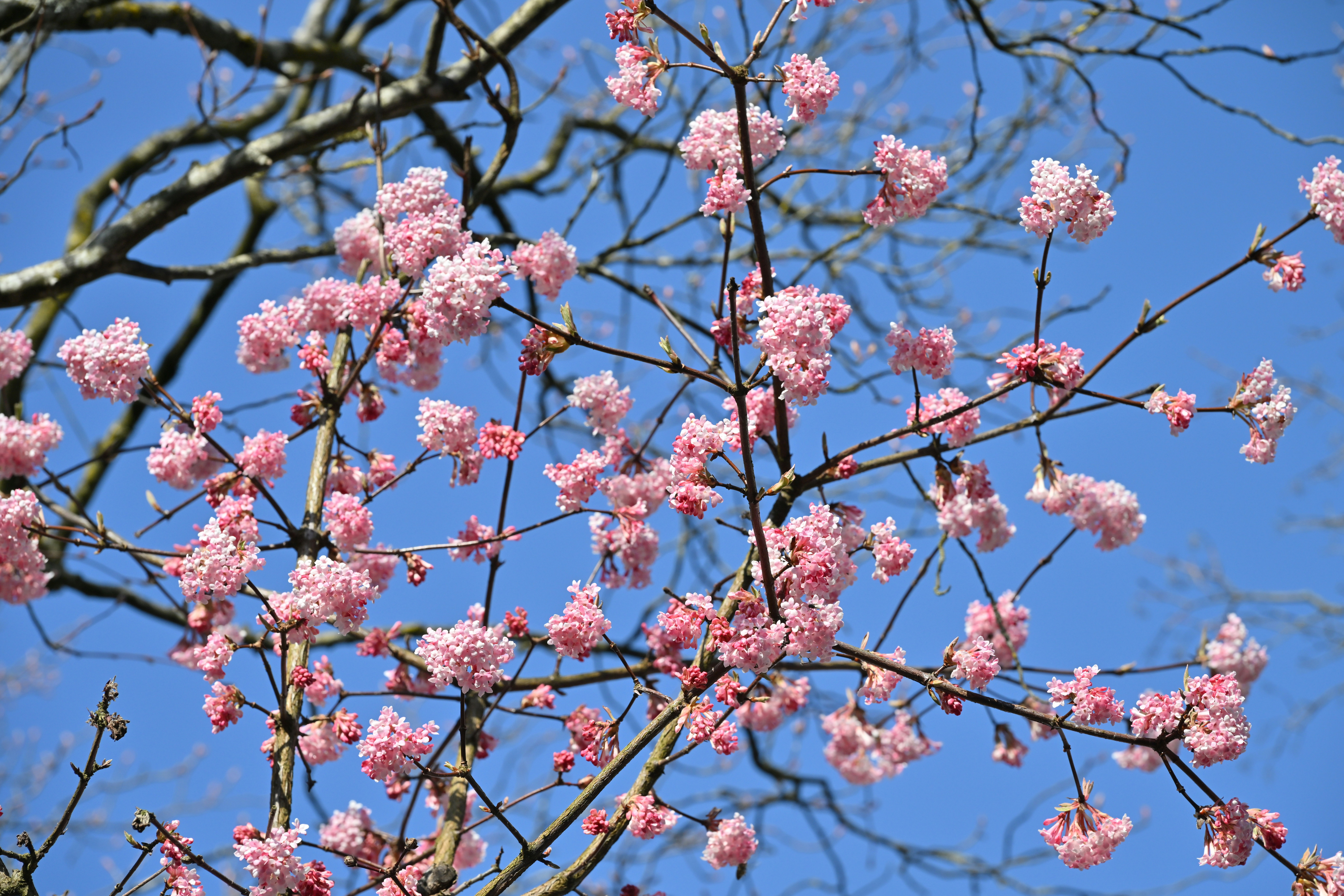 Blossoms on Blue: Pink Petals Against a Clear Sky