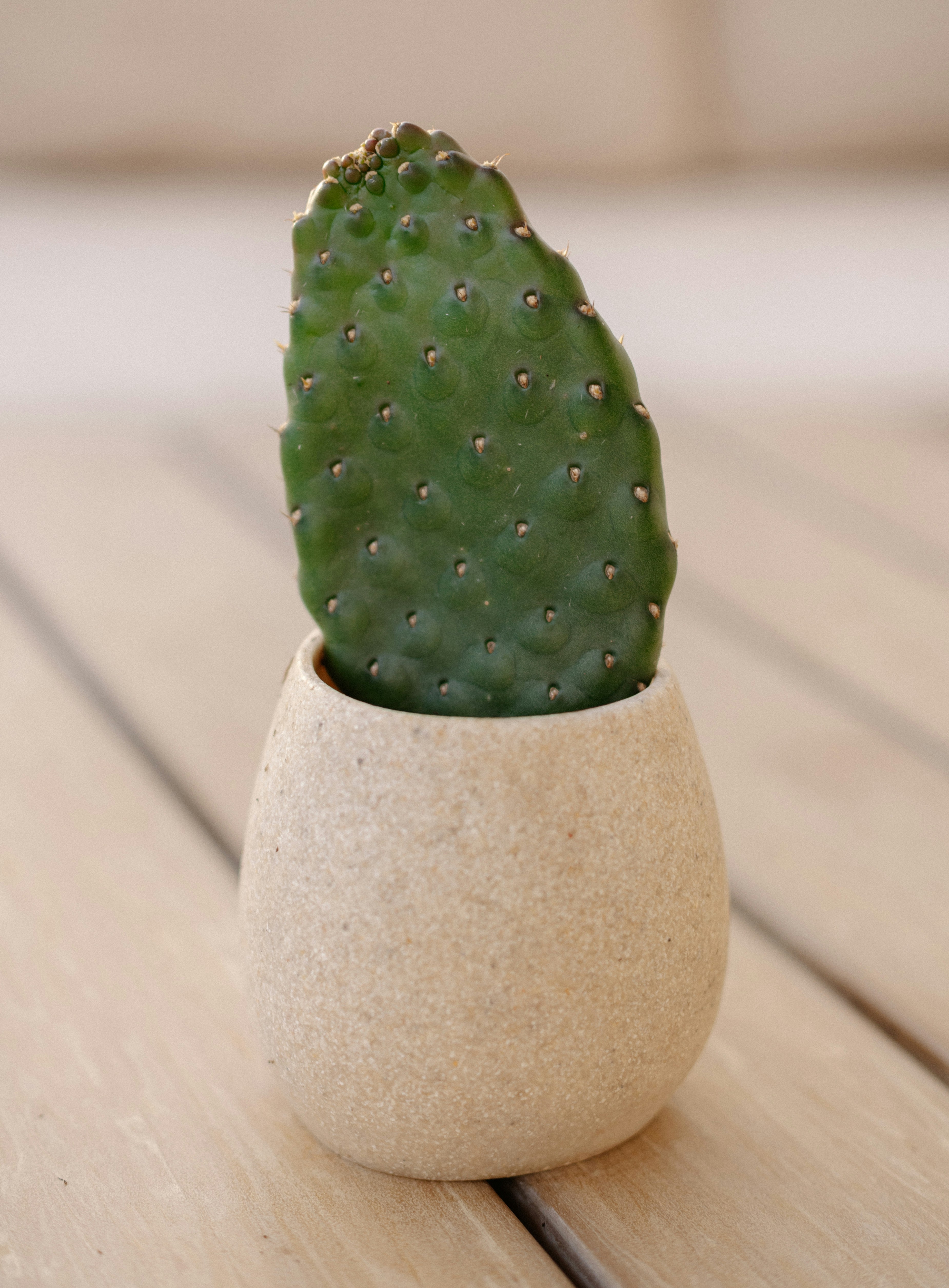Emerald Cactus in a Pebble Vase Bathed in Warm Light