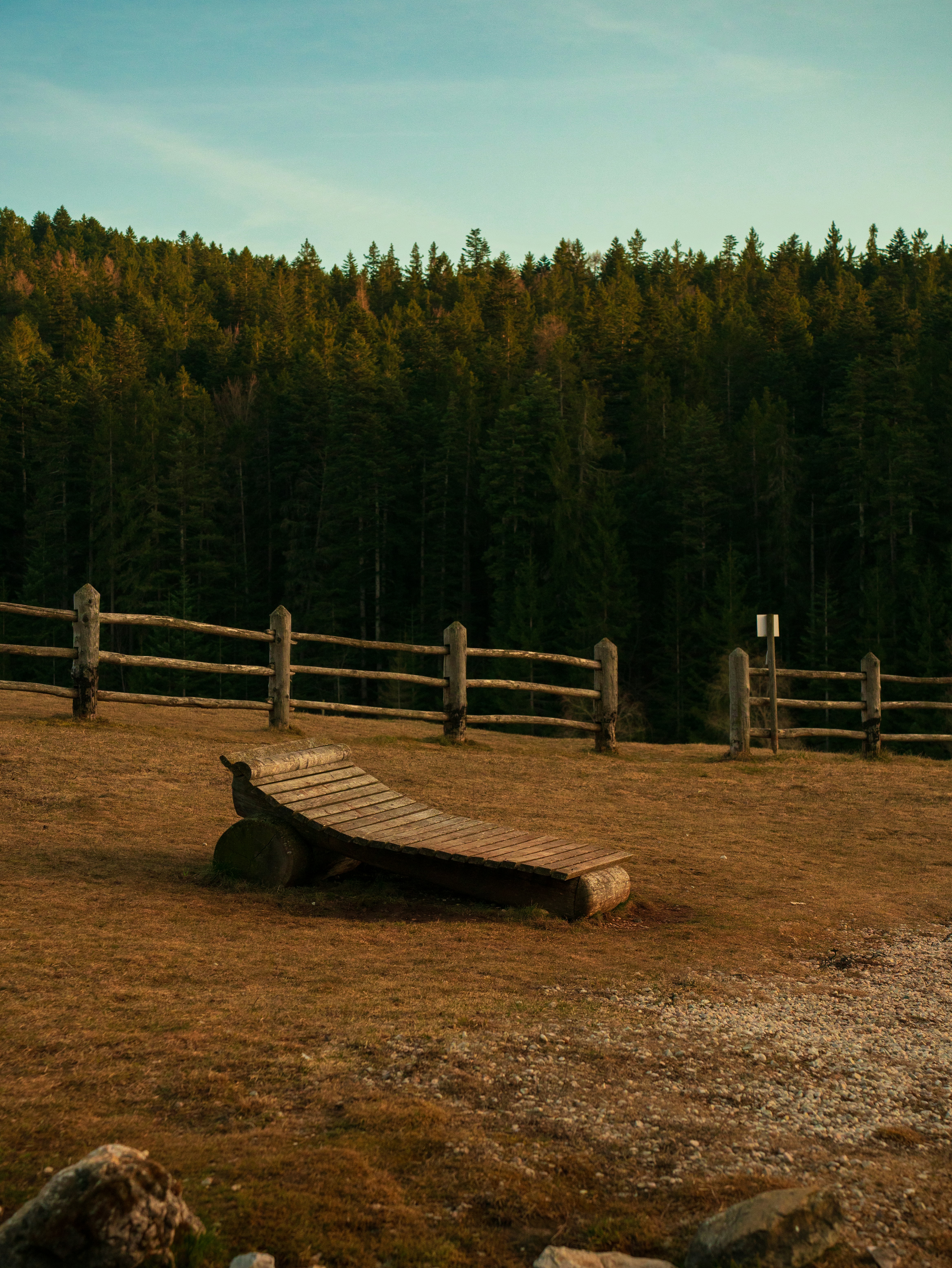 Sunlit Clearing with a Curved Wooden Ramp Against a Cedar Forest
