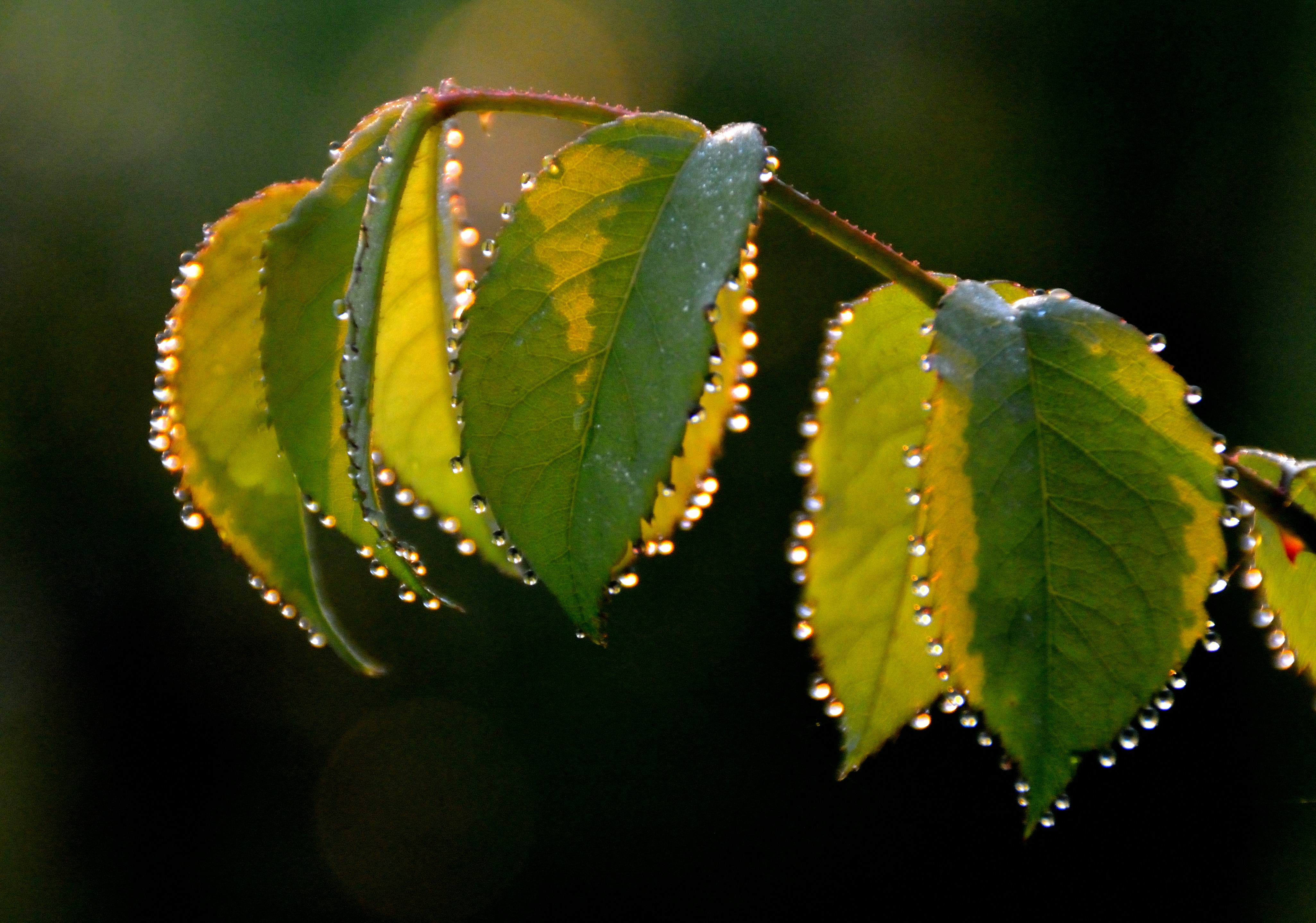 Dew-Kissed Edge: A String of Leaves in Morning Light